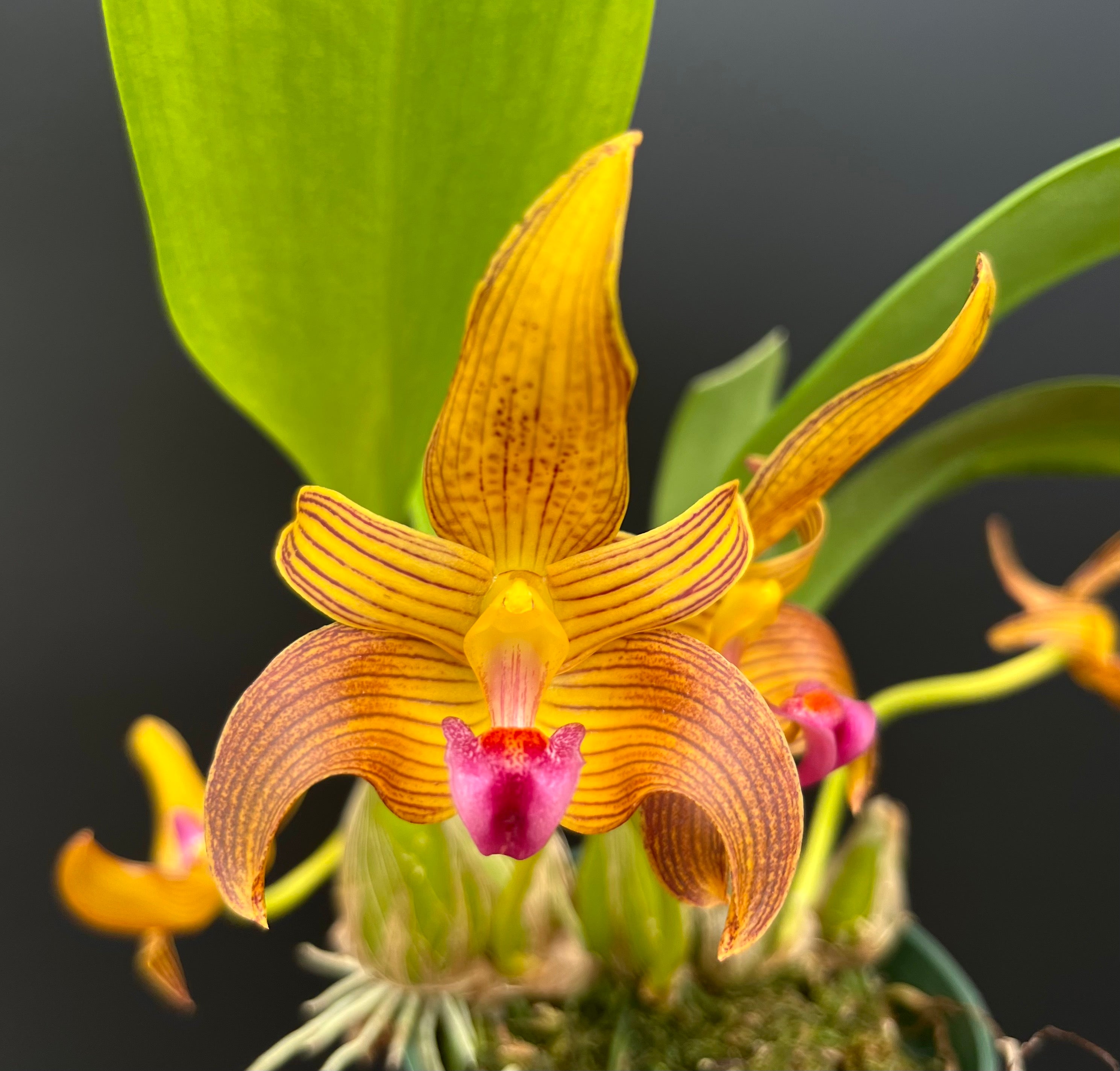 Bulb. claptonense - 4" pot | Appalachian Tropicals