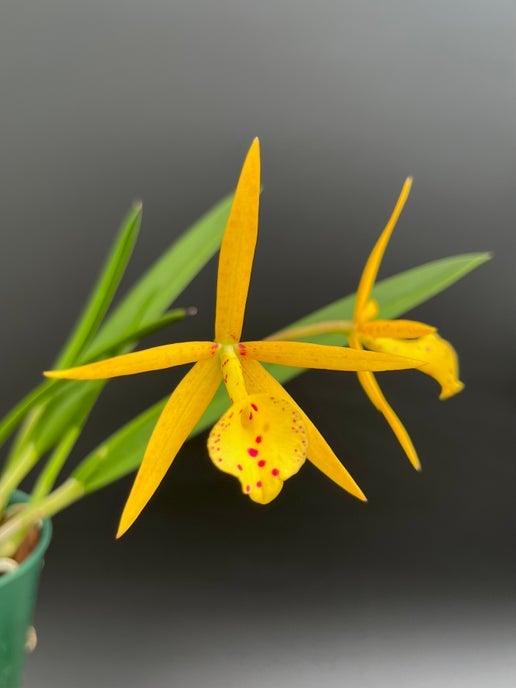 Bc. Yellow Bird - 4" pot | Appalachian Tropicals