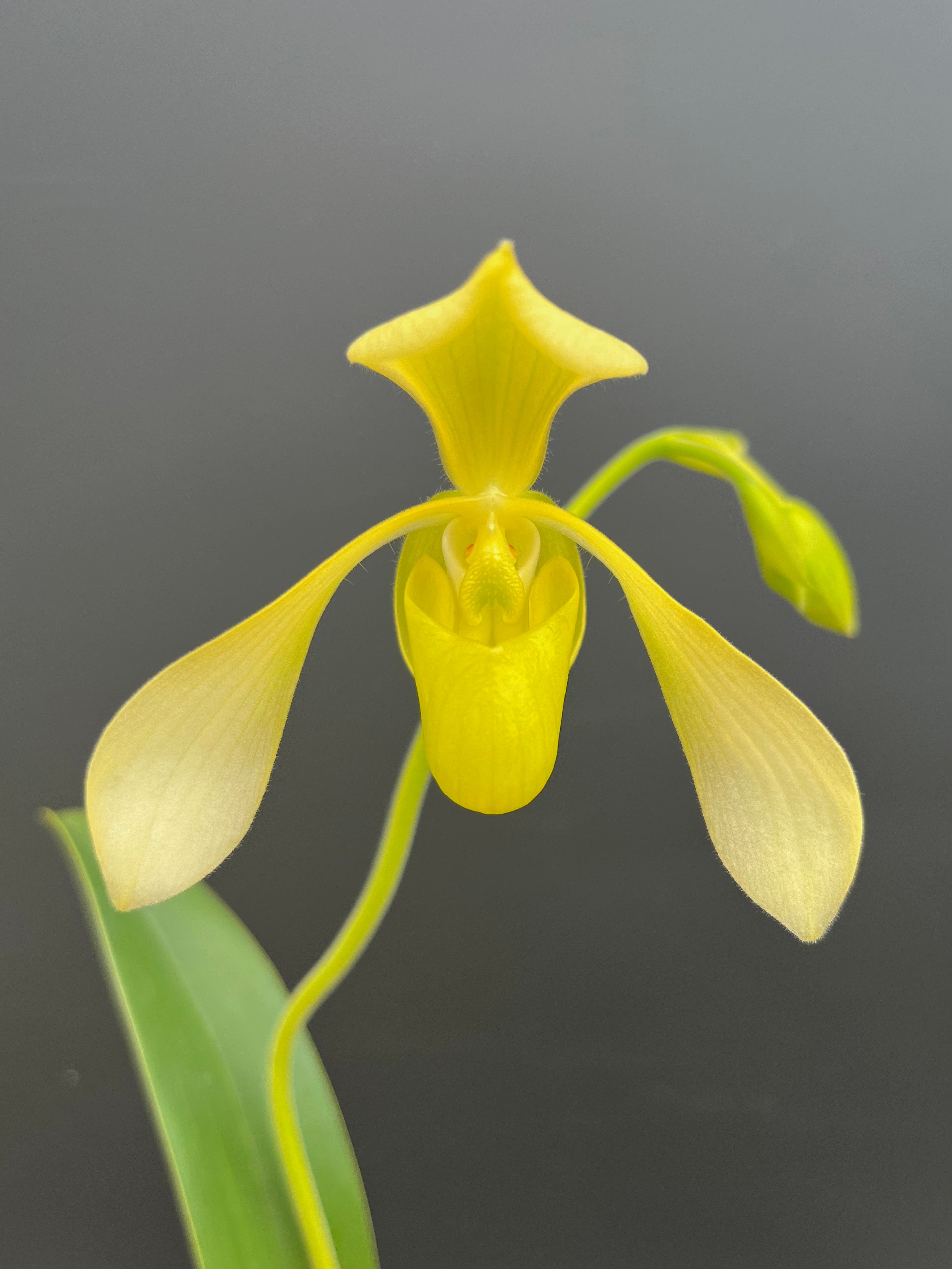 Paph. Toni Stemple x lowii alba - 4" pot | Appalachian Tropicals