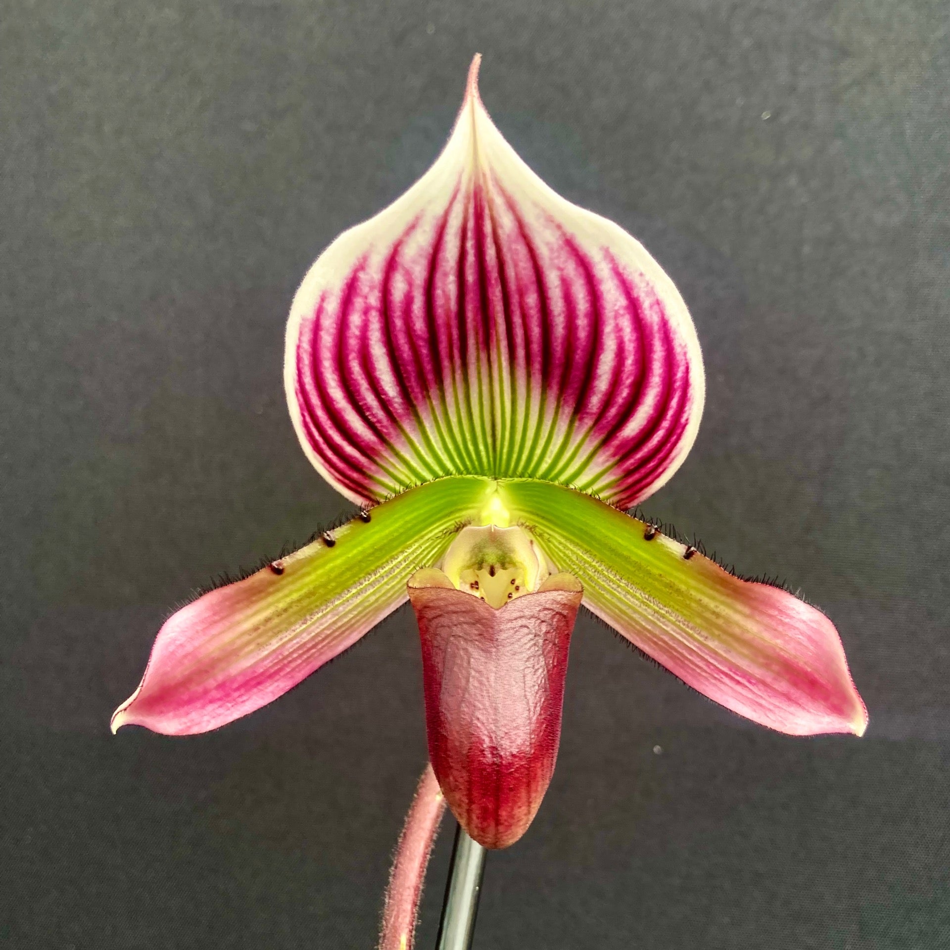 Paph. Supersuk ‘Eureka’ AM/AOS x Raisin Pie ‘Hsinying’ x sib - 2" pot ...