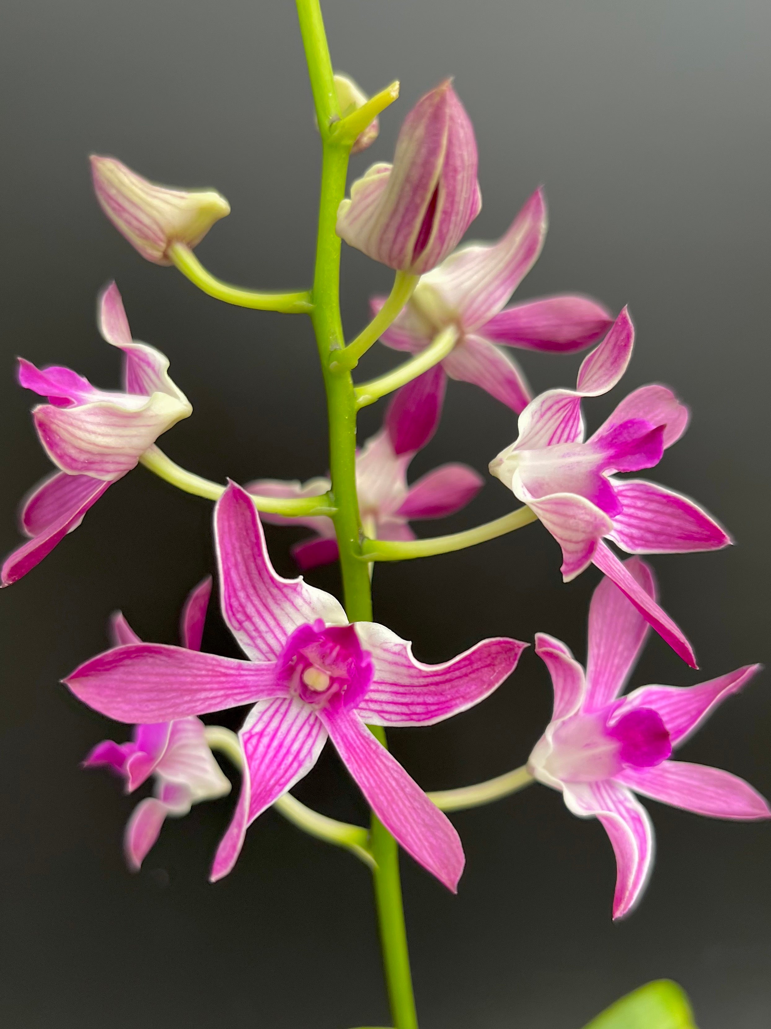 Den. Susie Gallis x antennatum - 4" pot | Appalachian Tropicals