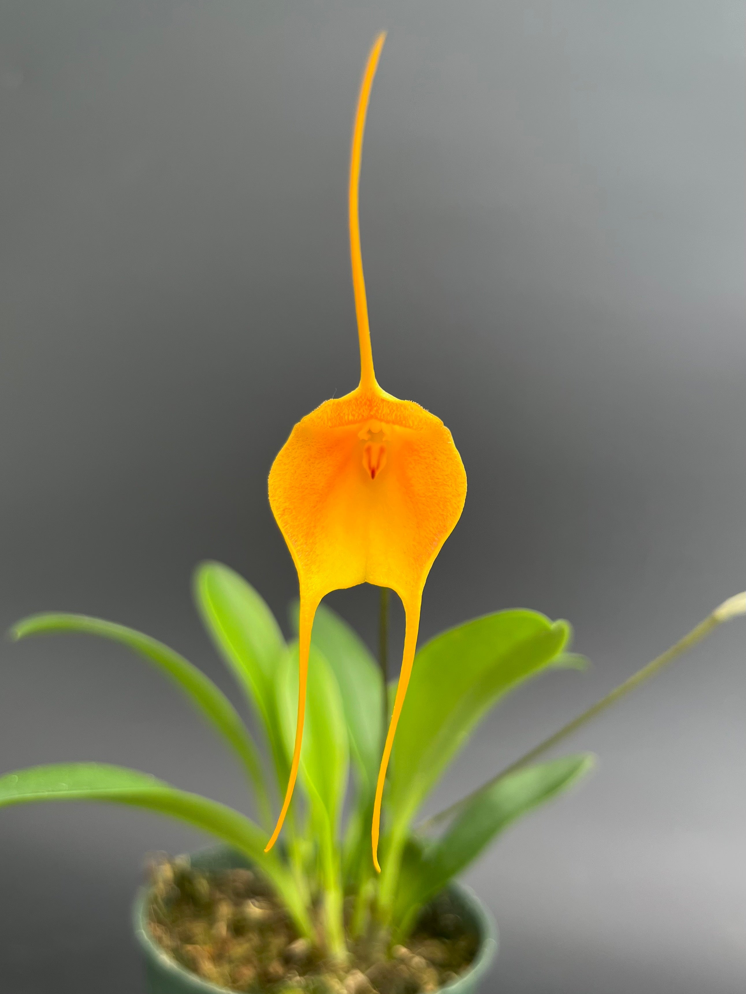 Masd. Ken Dole - 4" pot | Appalachian Tropicals