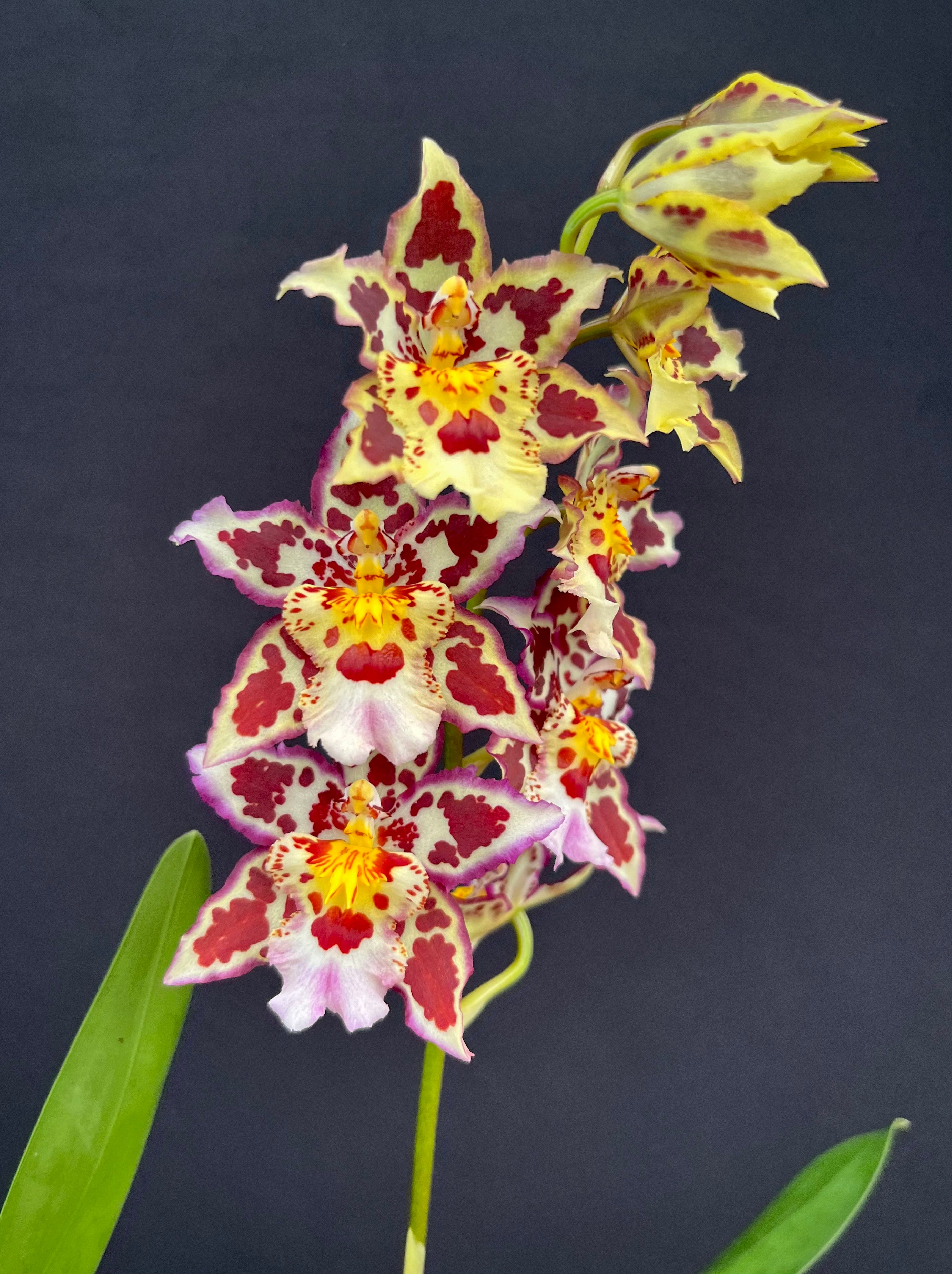 Wils. Tan Treasures ‘Lavender Picotee’ - 4" pot | Appalachian Tropicals