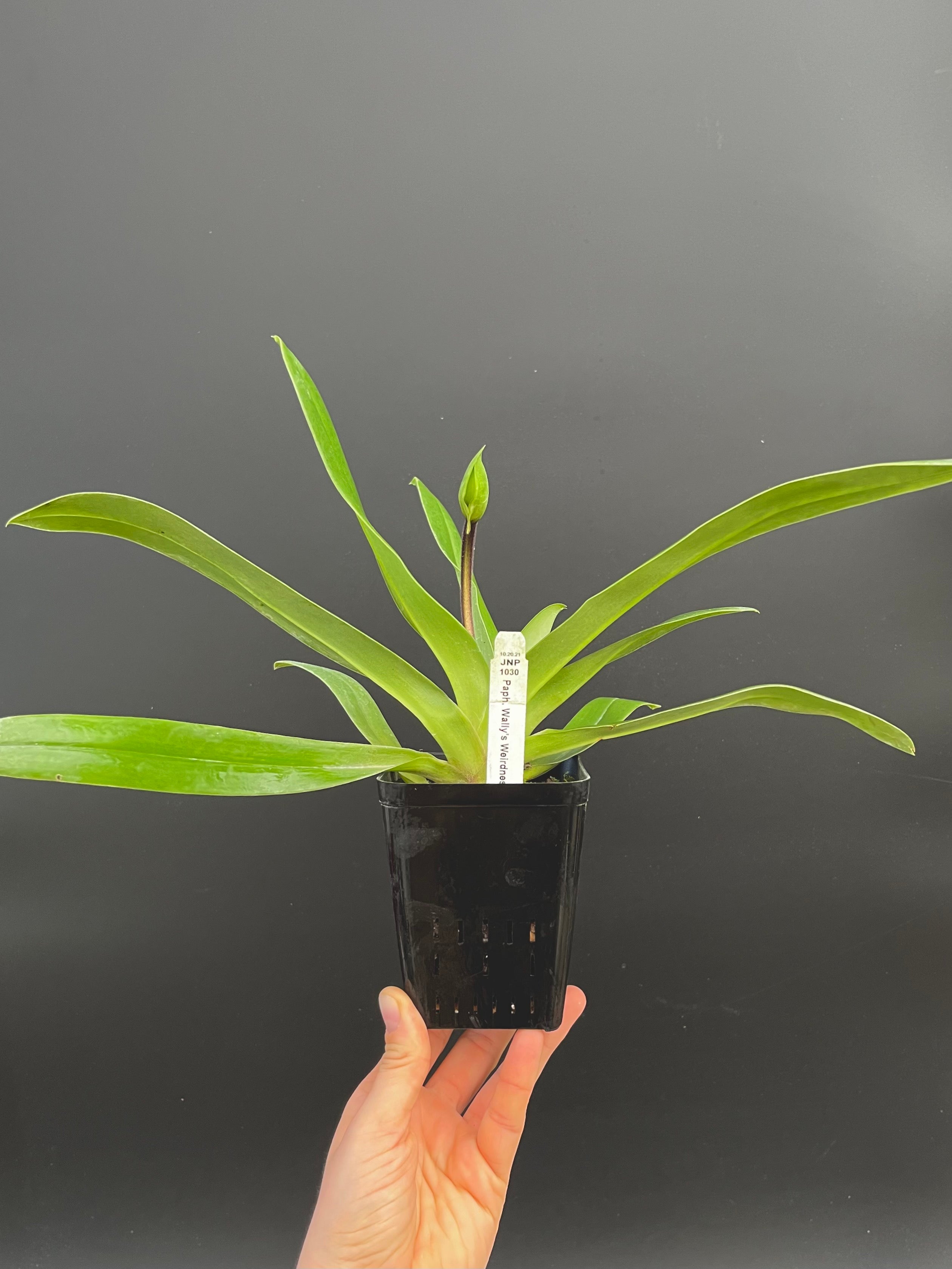 Paph. Wally's Weirdness x Barbie Playmate - 4" pot | Appalachian Tropicals