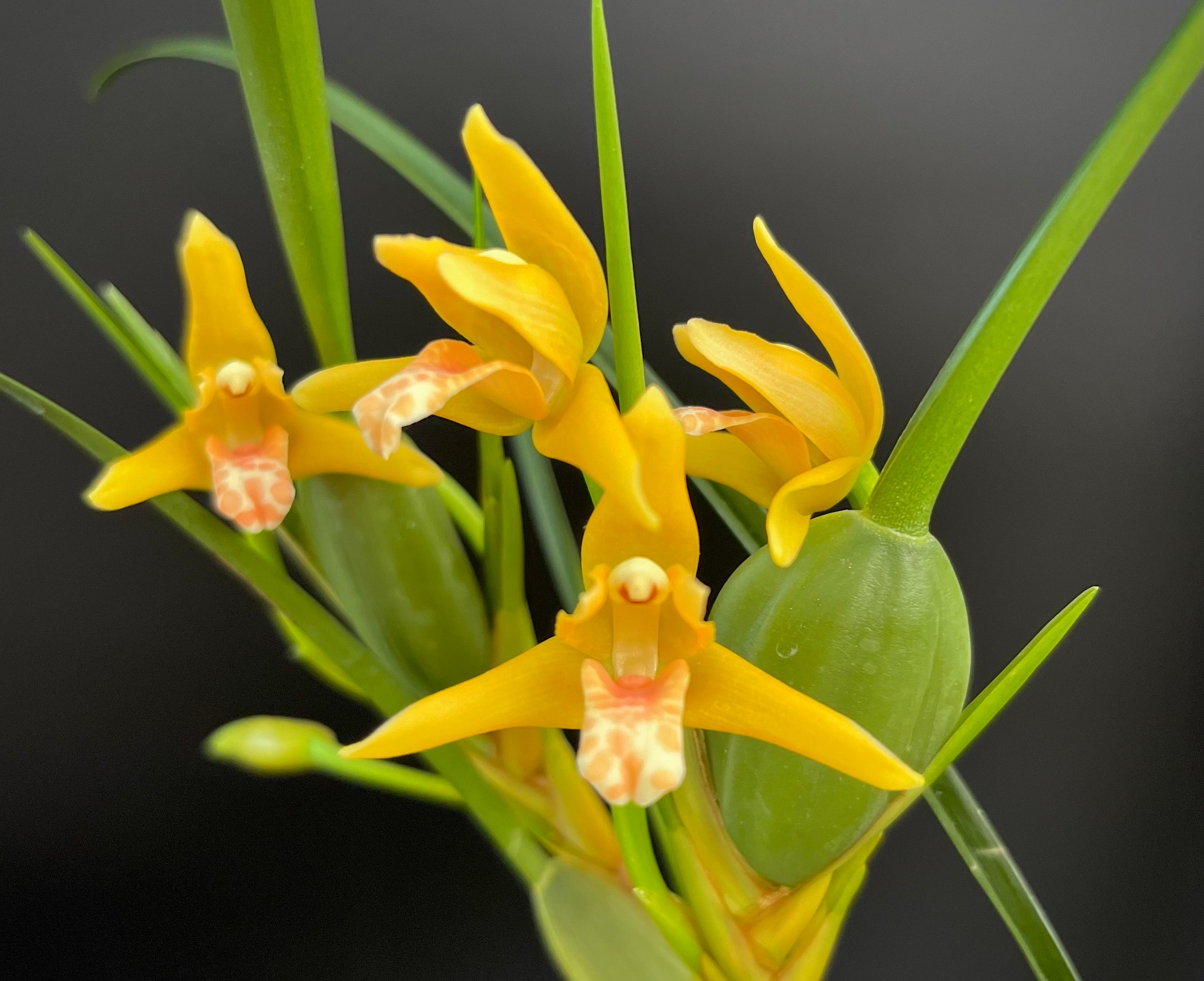 Max. tenuifolia (Yellow) 'Yamada' AM/AOS - 6" pot | Appalachian Tropicals