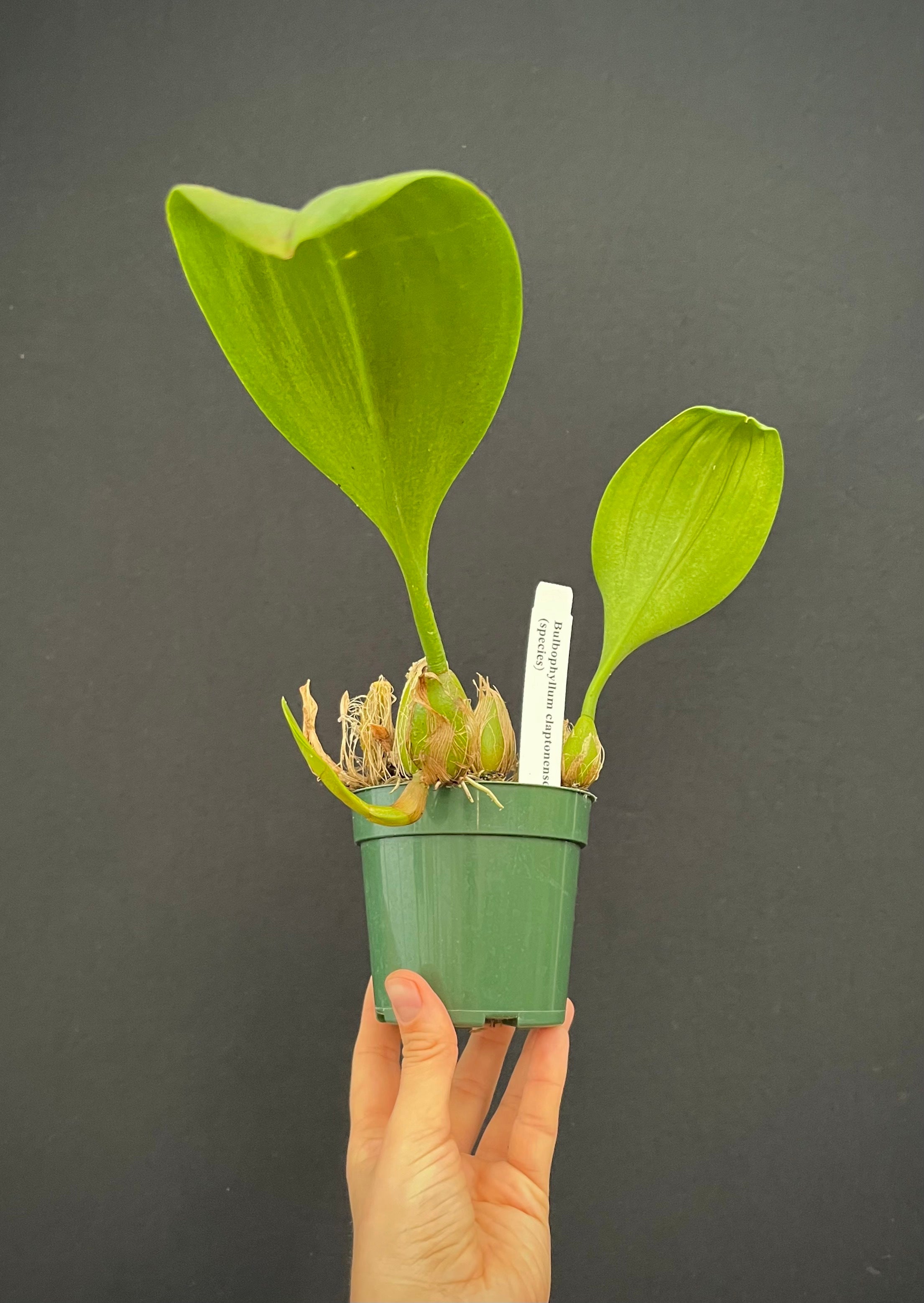 Bulb. claptonense - 4" pot | Appalachian Tropicals