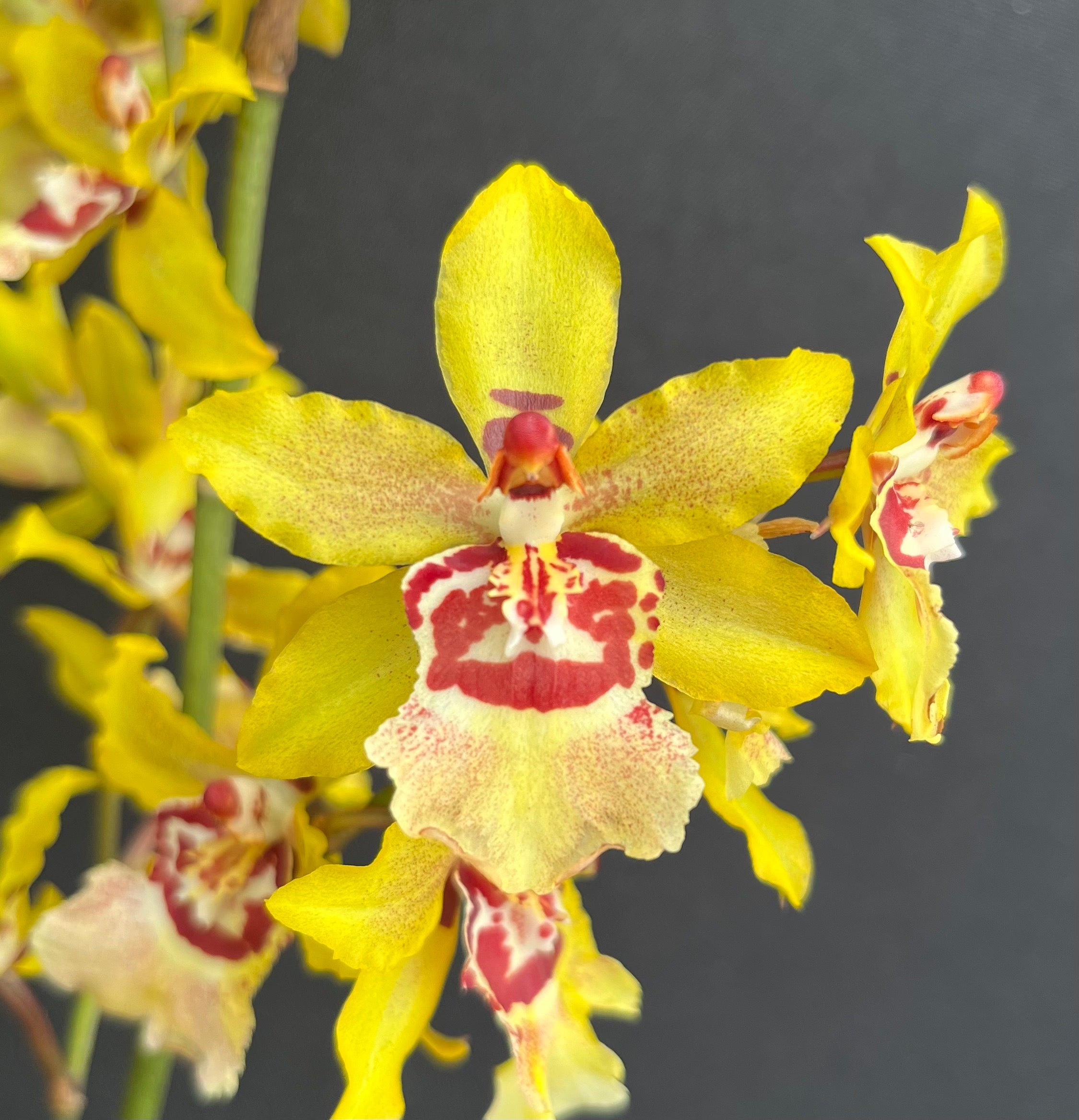 Odcdm. Wildcat 'Yellow' - 4" pot | Appalachian Tropicals