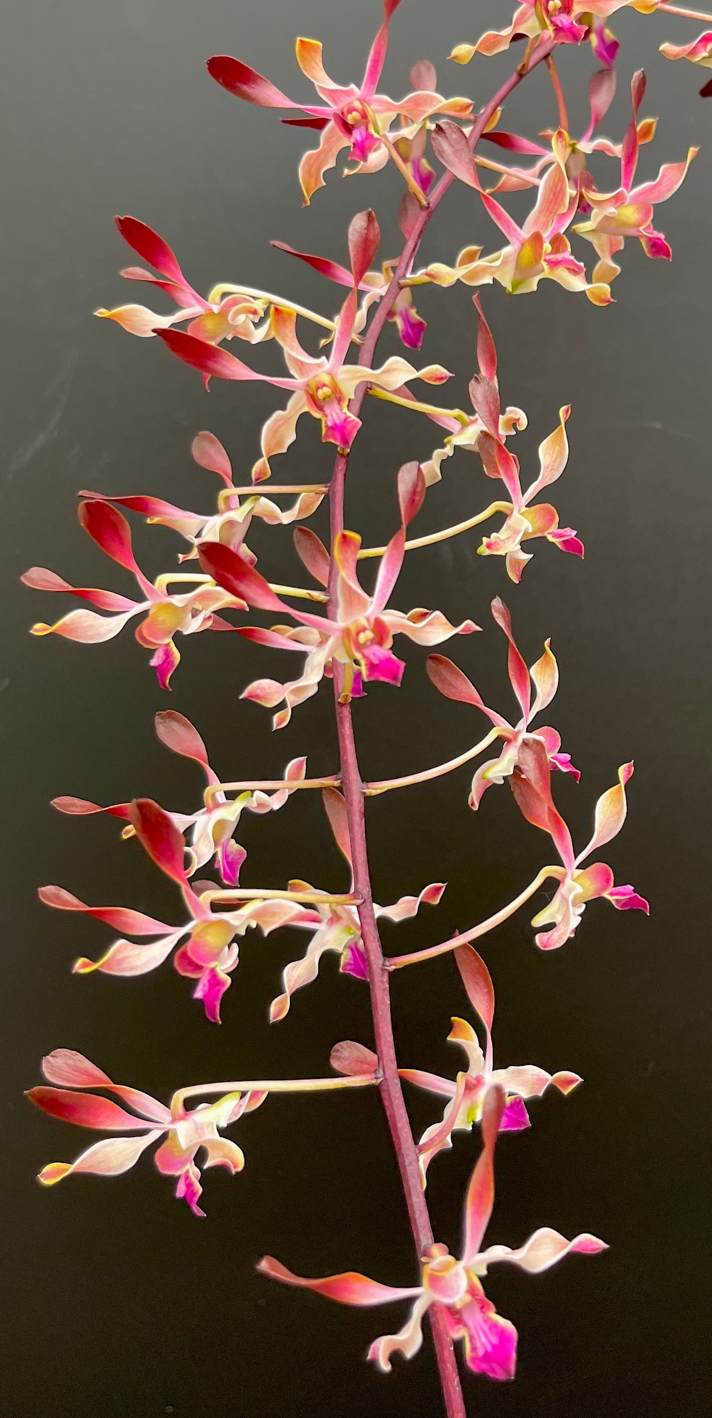 Den. Blue Twinkle x Tiny Twister - 4" pot | Appalachian Tropicals