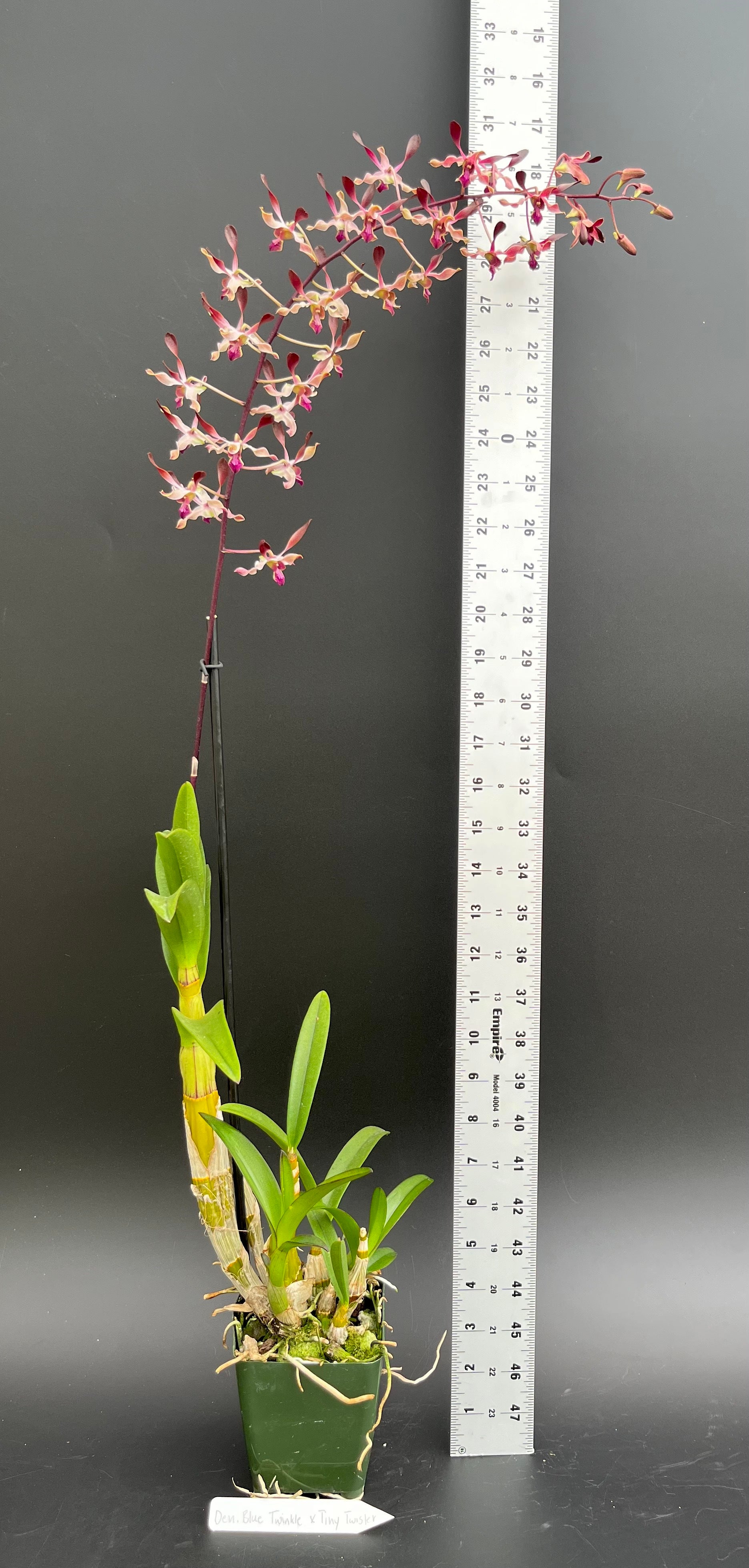 Den. Blue Twinkle x Tiny Twister - 4" pot | Appalachian Tropicals