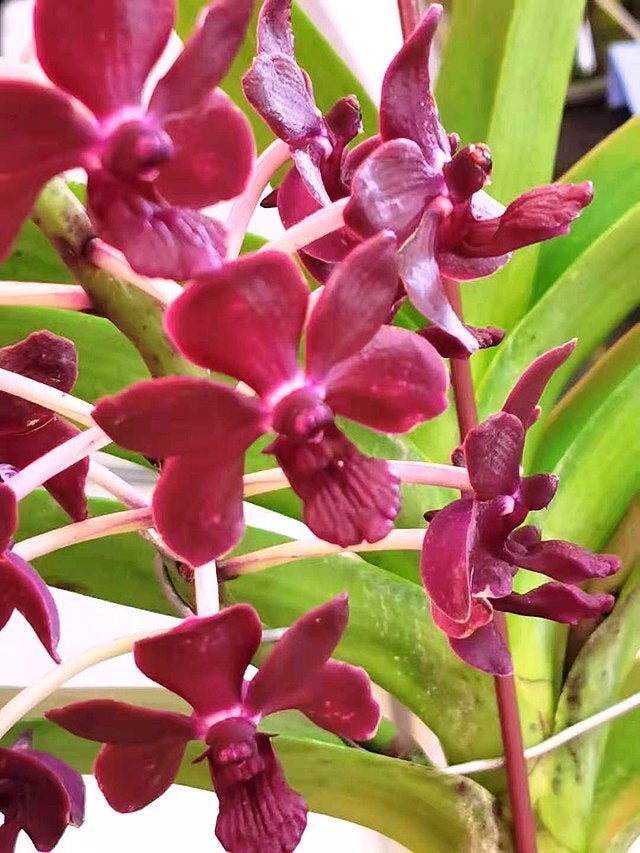 Rhy. gigantea x sib 'Red' - 4" pot | Appalachian Tropicals