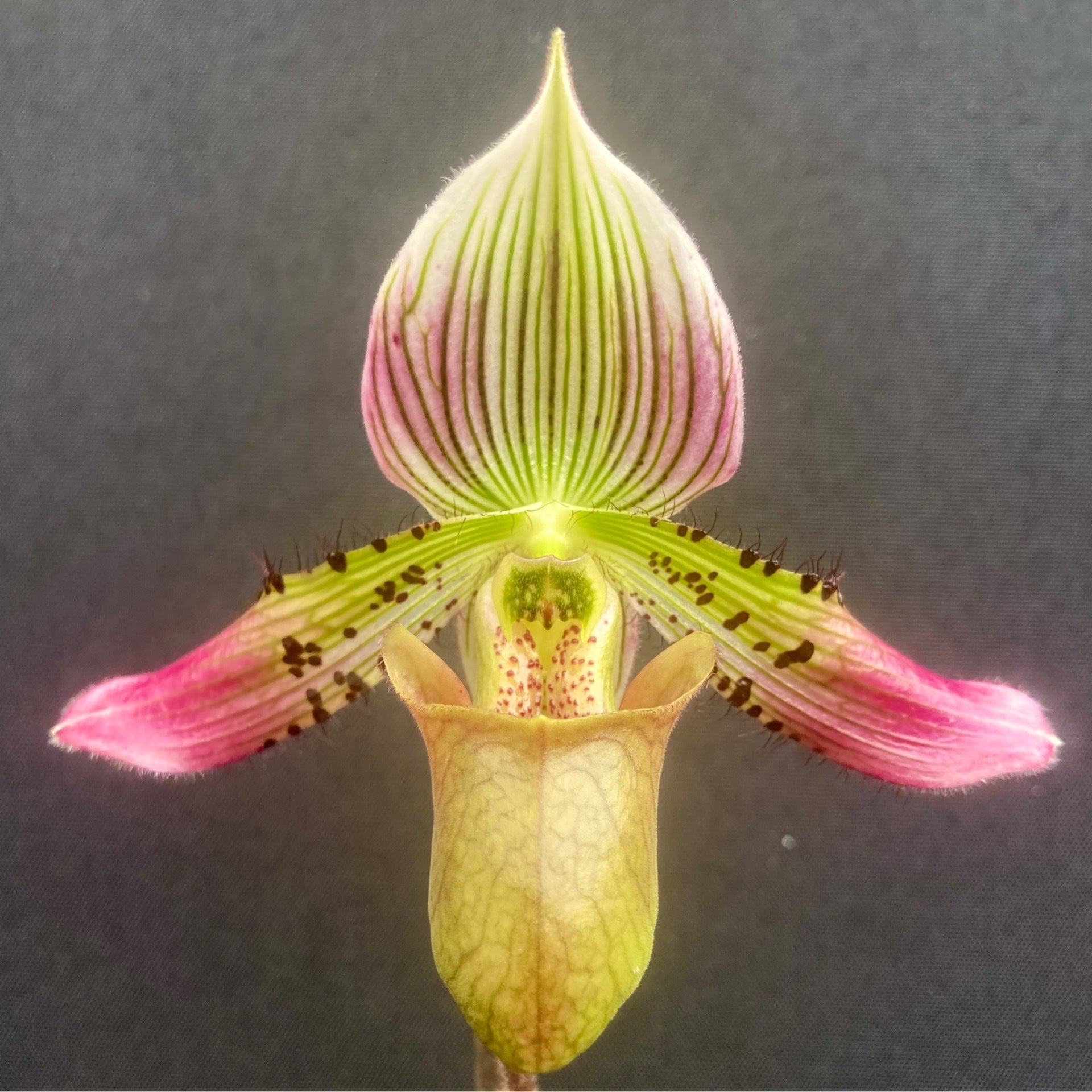 Paph Acmodontum X Argus 4 Pot Appalachian Tropicals