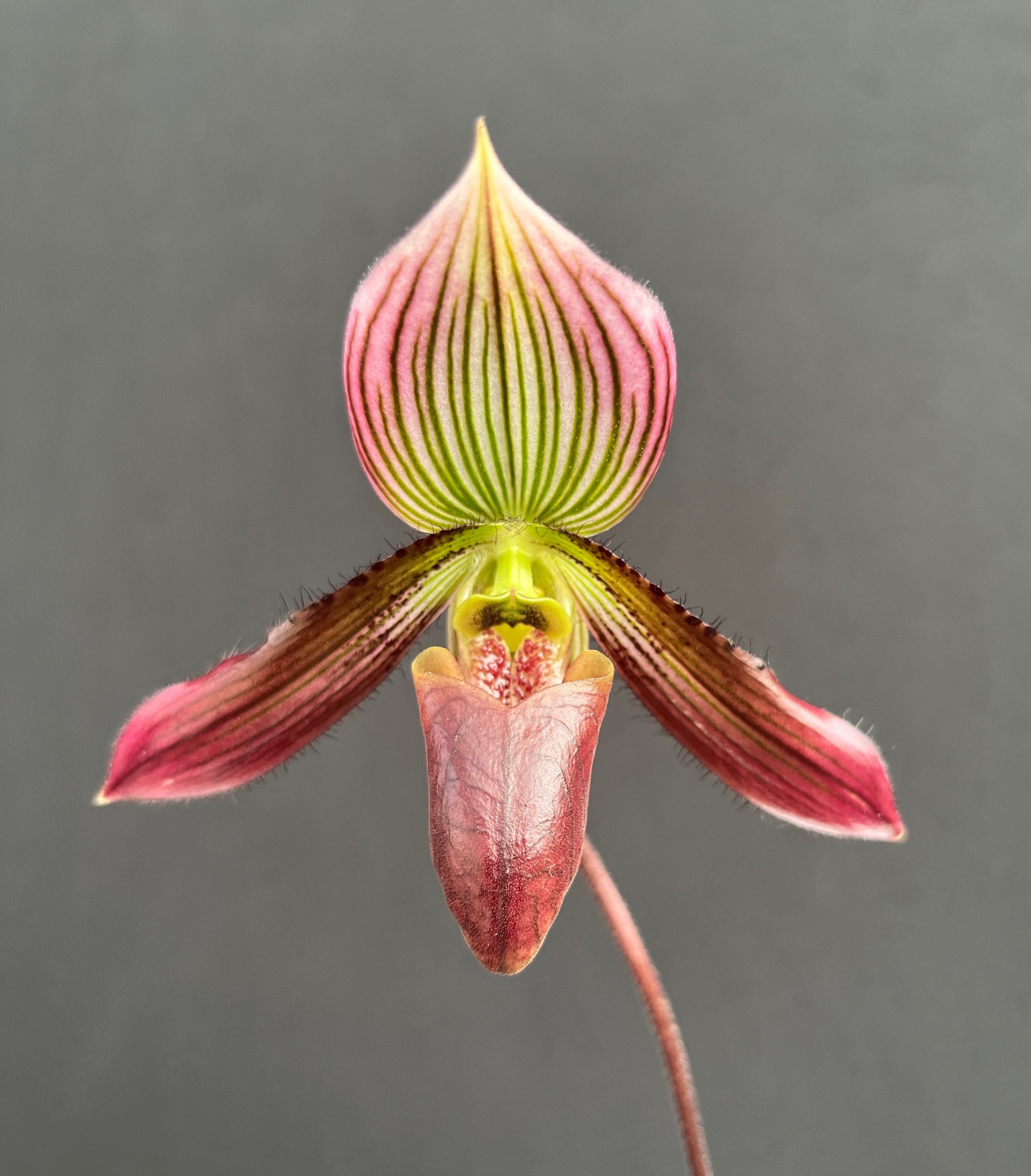 Paph. Pleasantry (barbatum v. nigritum 'pigmy' x wardii v. atrobrunneum ...