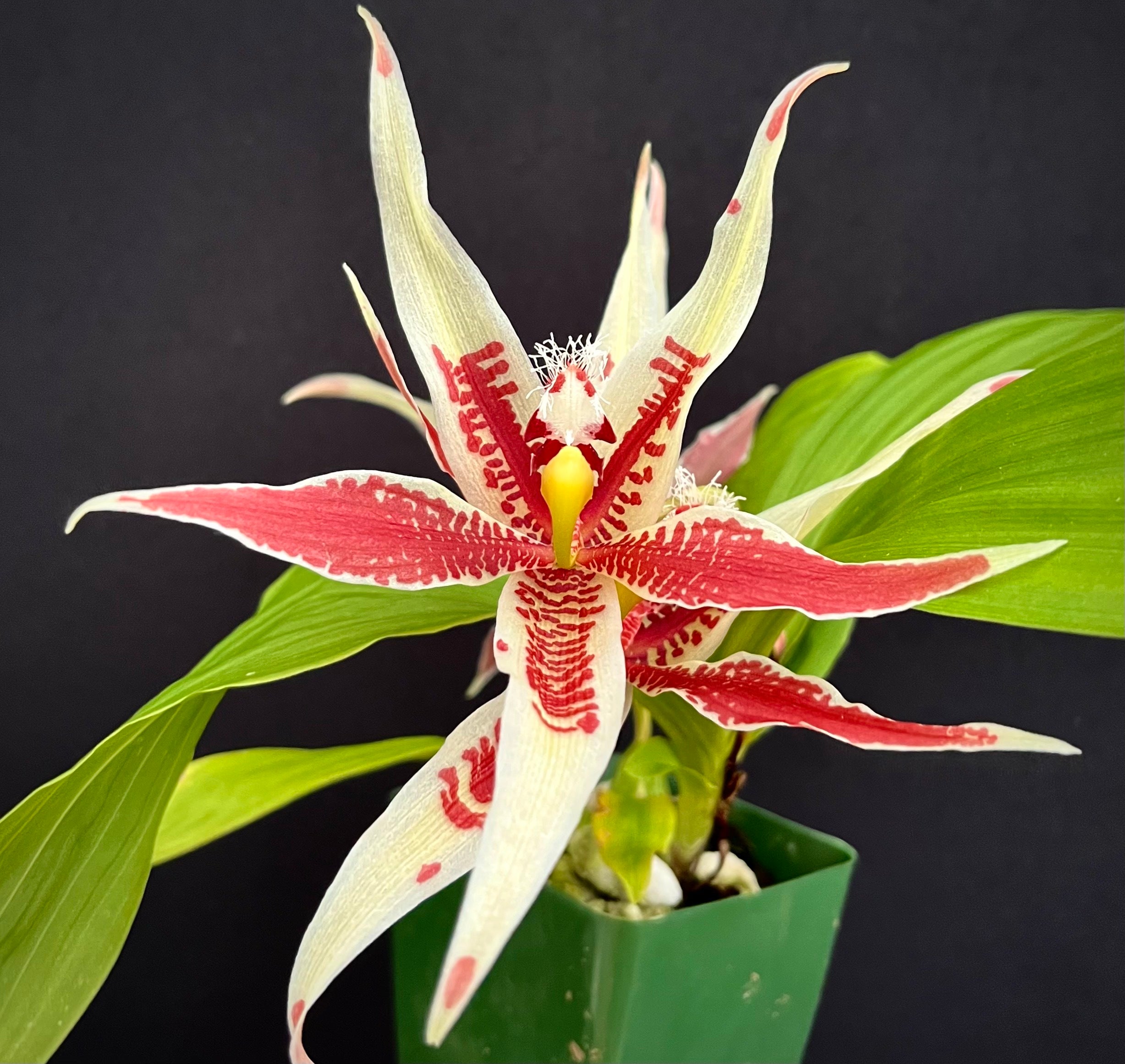 Paphinia Majestic (herrerae x cristata) - 4" pot | Appalachian Tropicals