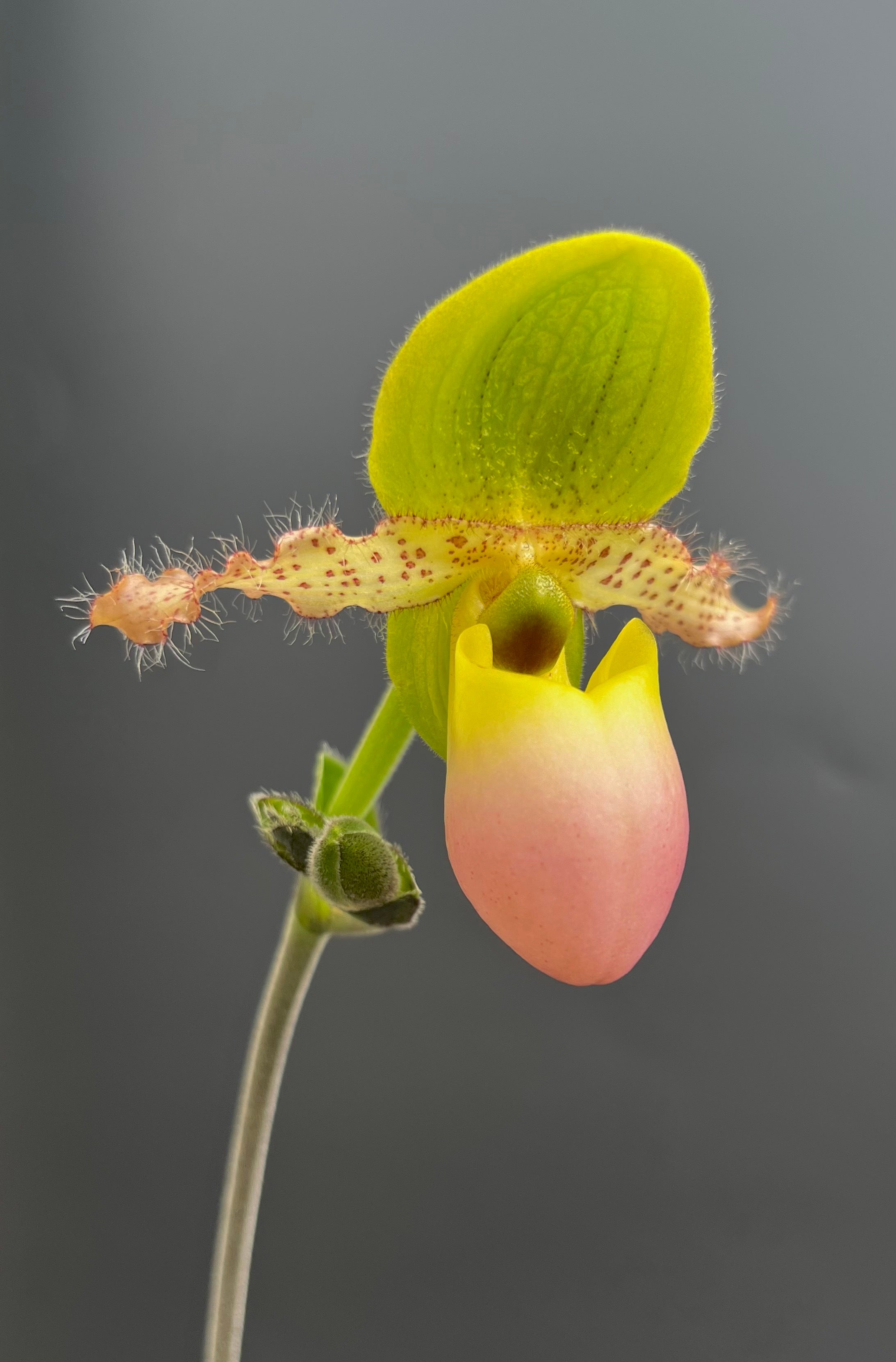 Paph. Pinocchio 'Jennifer' - 5" pot | Appalachian Tropicals
