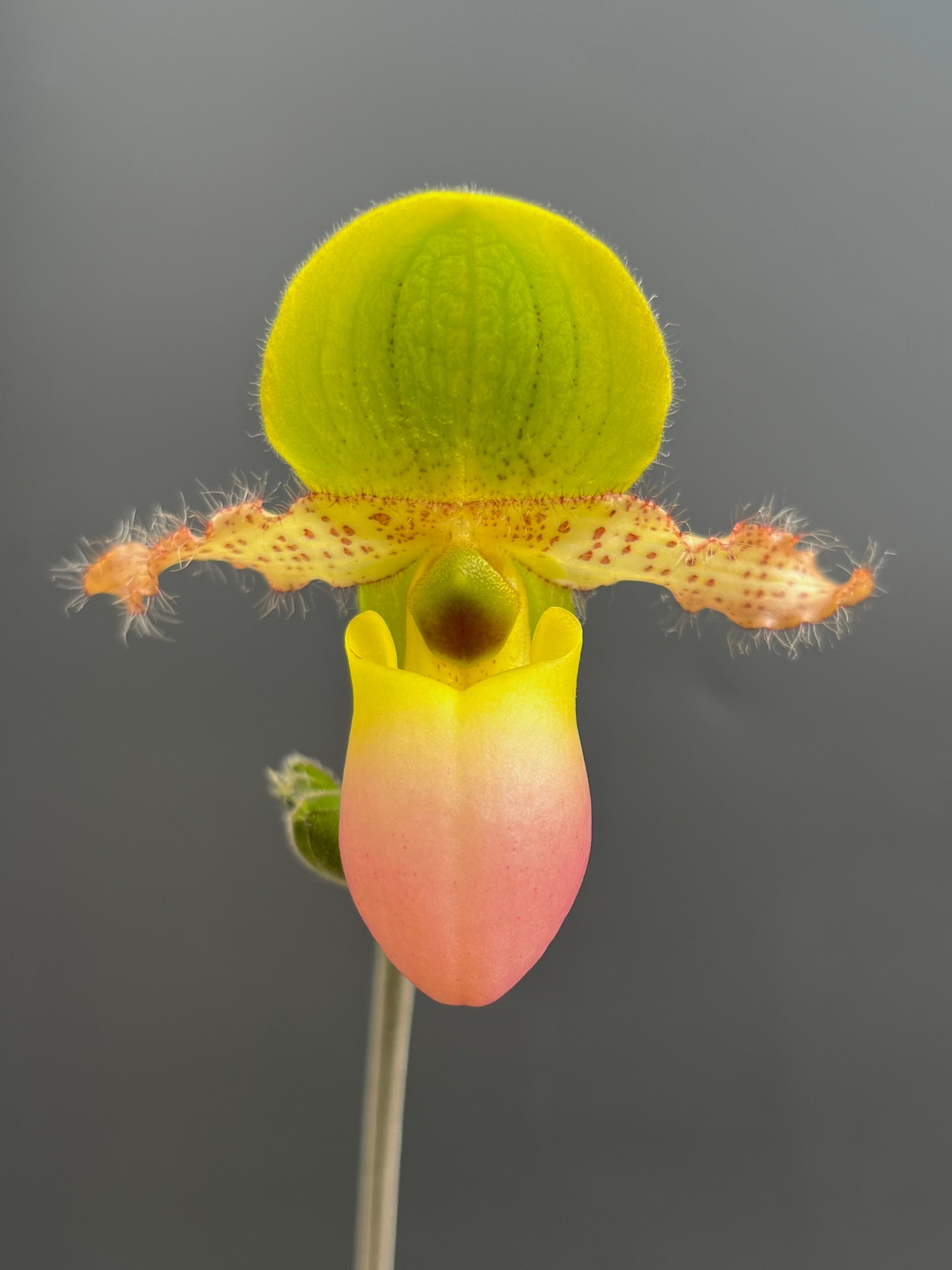 Paph. Pinocchio 'Jennifer' - 5" pot | Appalachian Tropicals