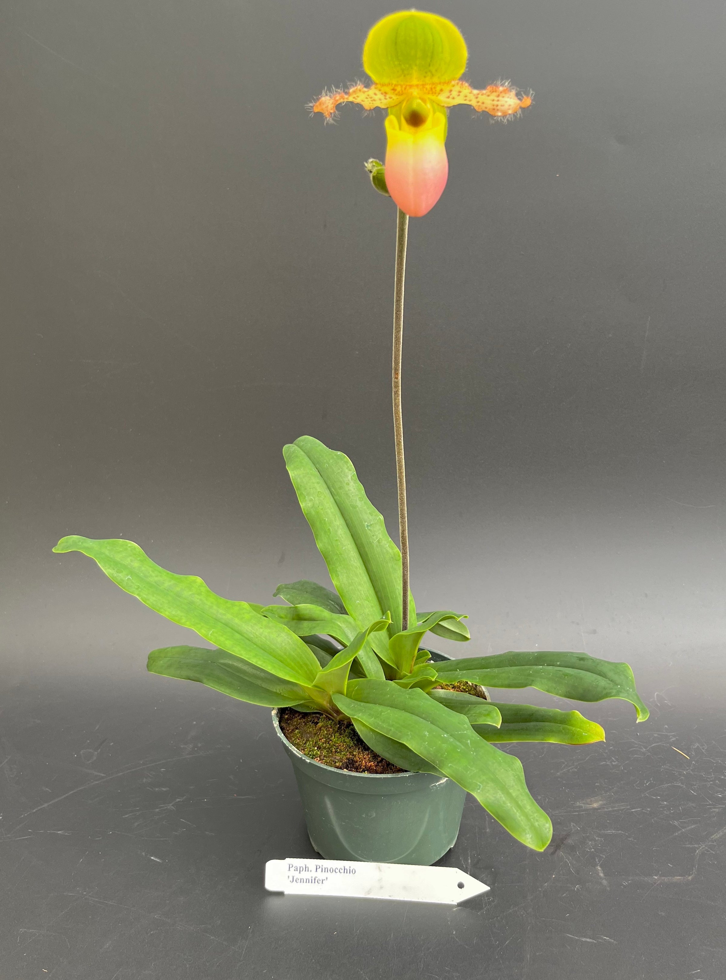 Paph. Pinocchio 'Jennifer' - 5" pot | Appalachian Tropicals