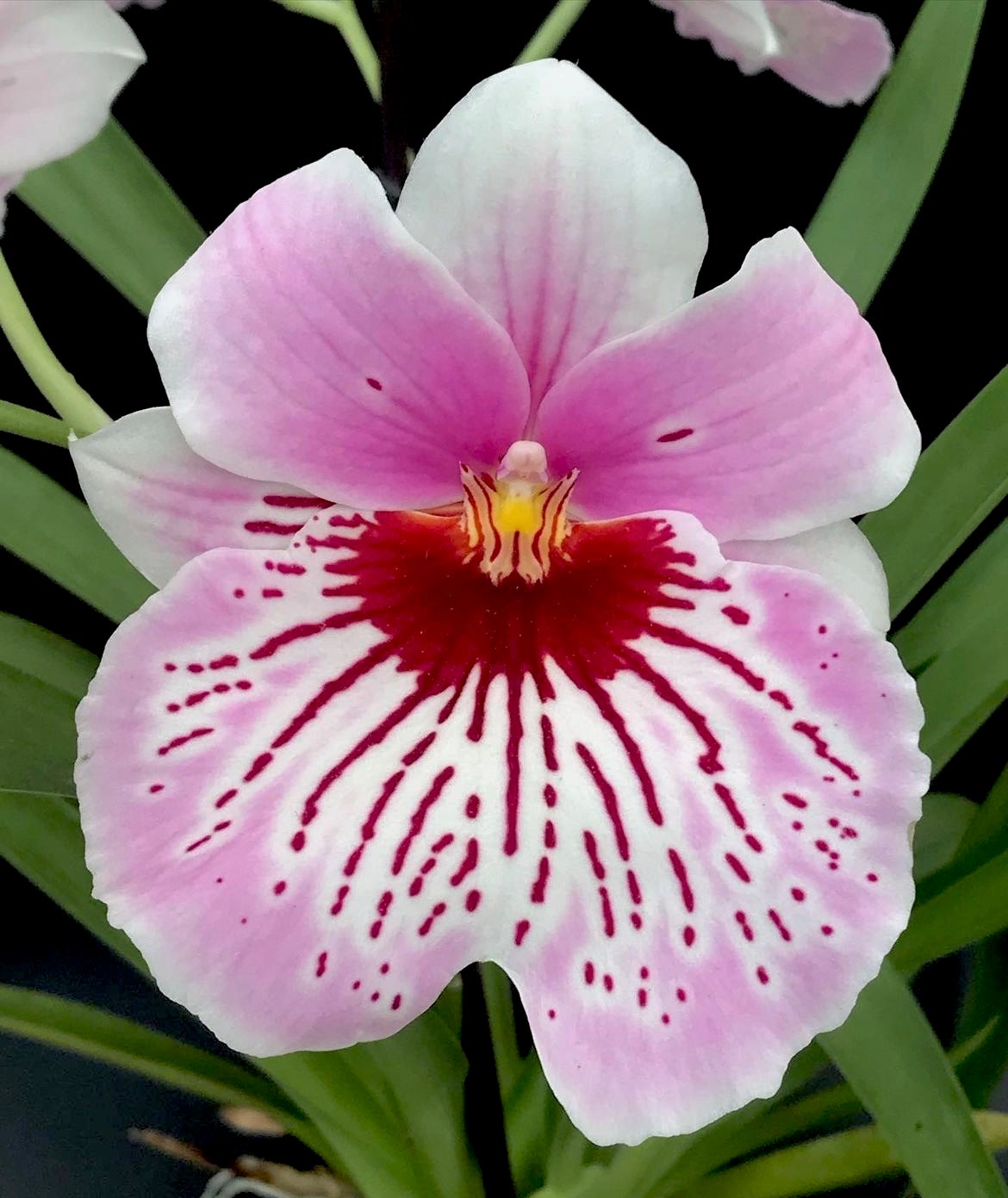 Mps Maui Mist Golden Gate 4 Pot Appalachian Tropicals