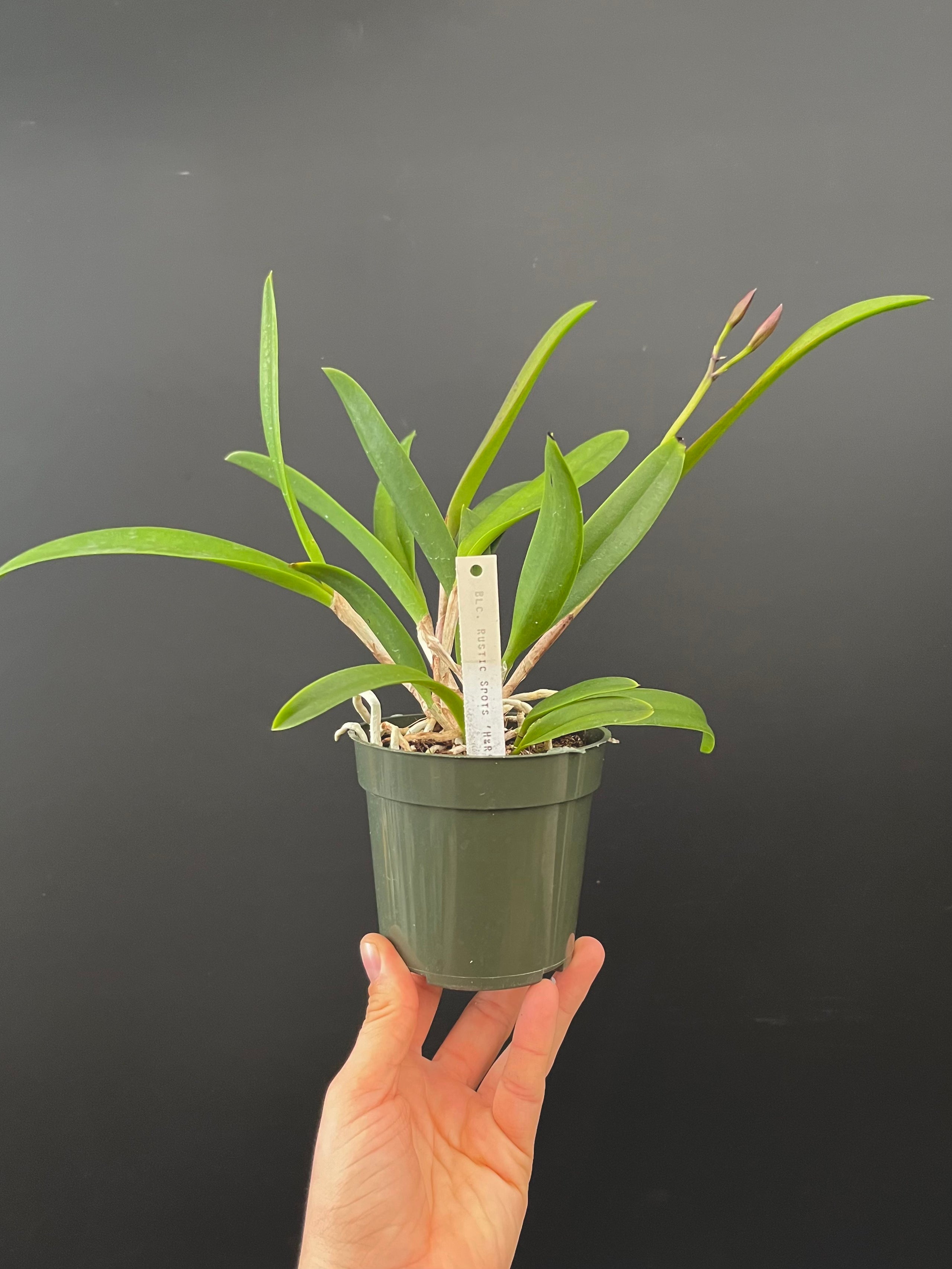 Blc. Rustic Spots 'H&R' - 4" pot | Appalachian Tropicals