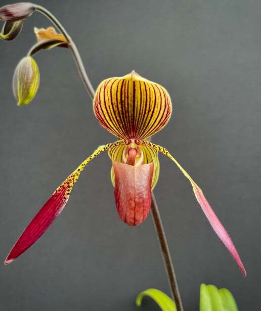 Paph. Julius - 8" pot | Appalachian Tropicals
