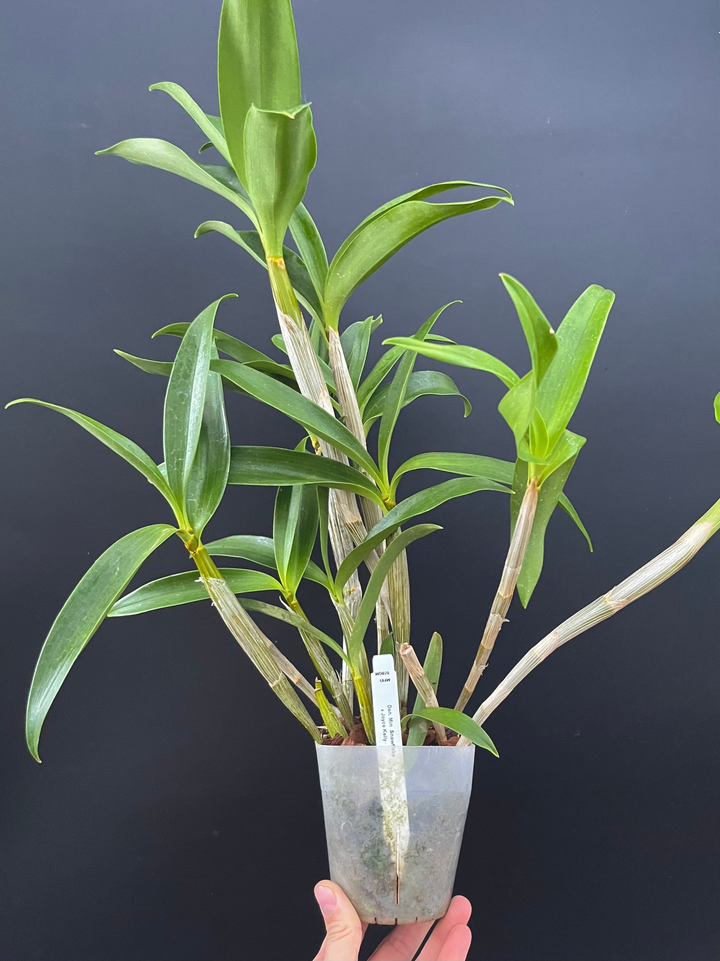 Den. Mini Snowflake x Joyce Kelly - 4" pot | Appalachian Tropicals