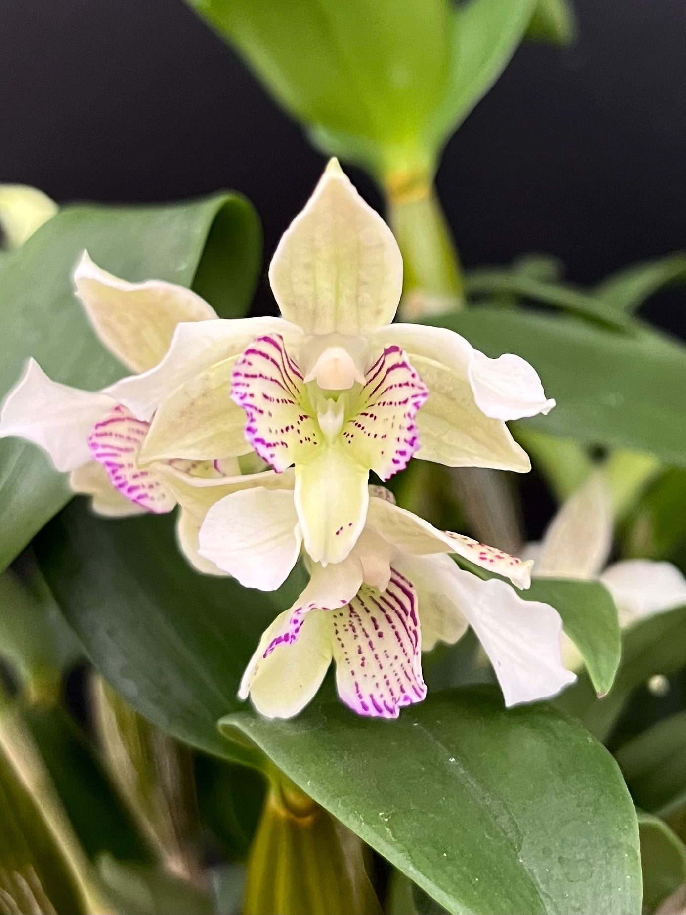 Den. Winter Pixie x Den. normanbyense | Appalachian Tropicals