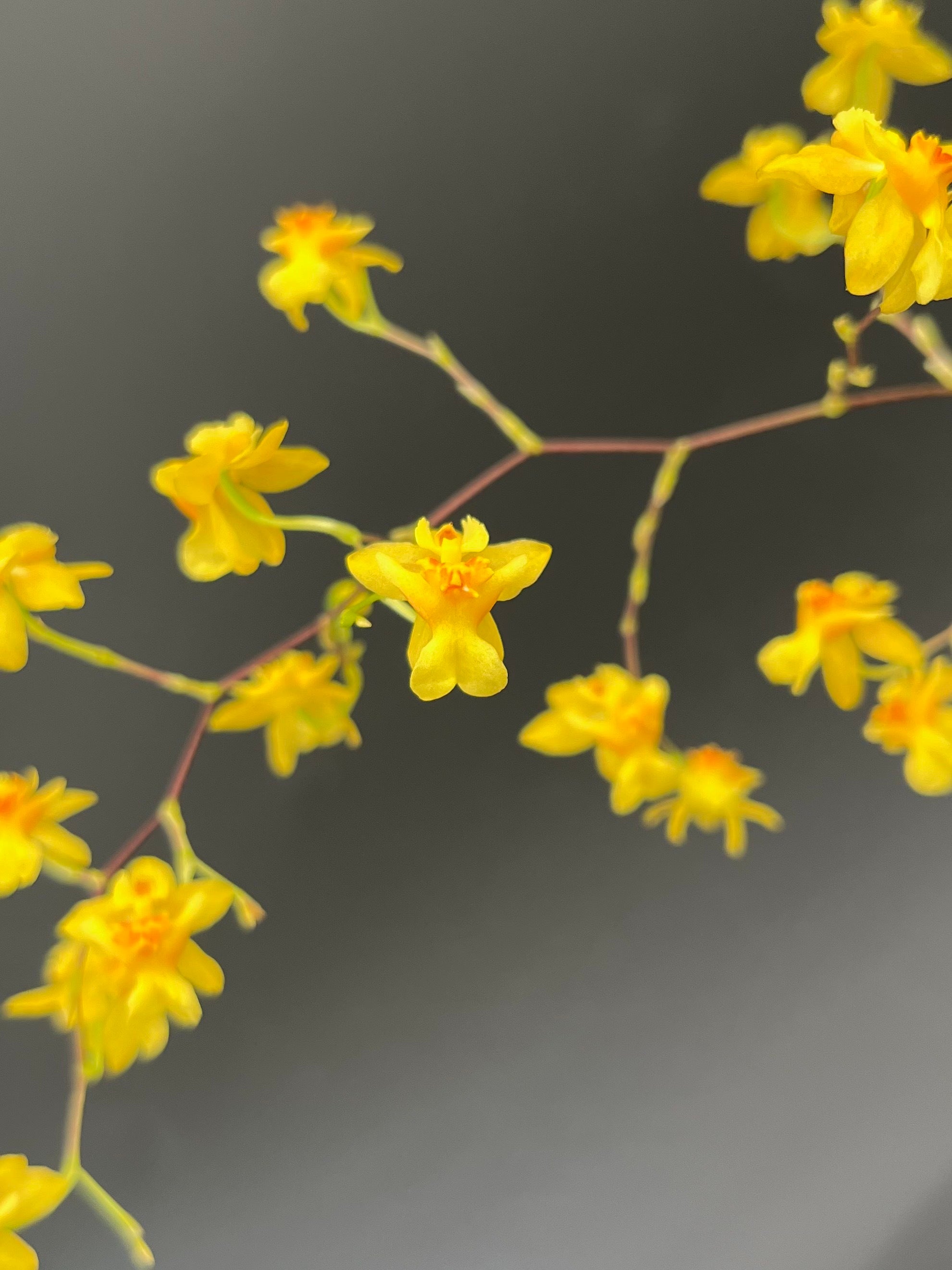 Onc. Twinkle 'Yellow Bird' - 4" pot | Appalachian Tropicals