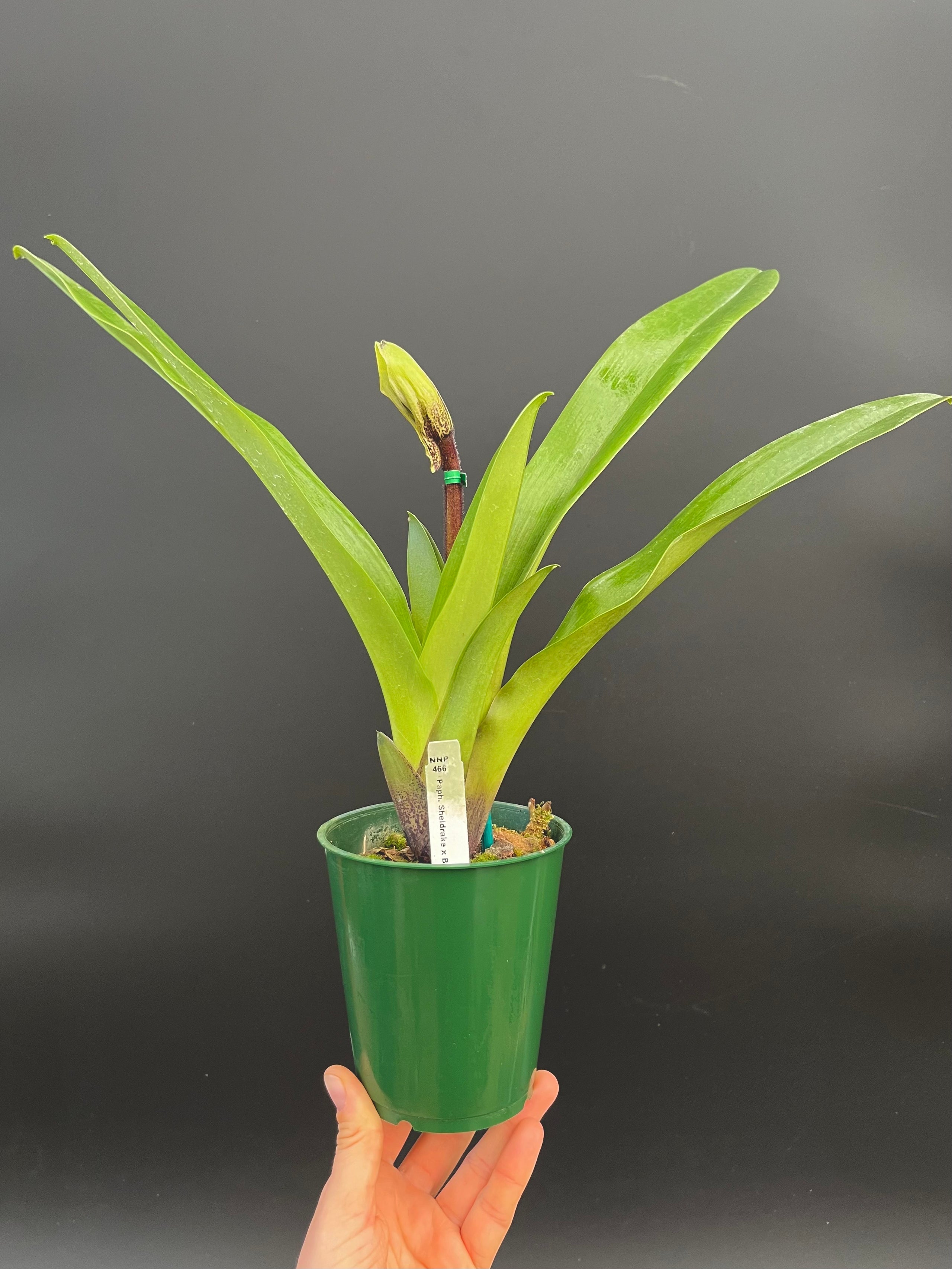 Paph. Sheldrake x Beverly Rhodes 'Camira' - 4" pot | Appalachian Tropicals