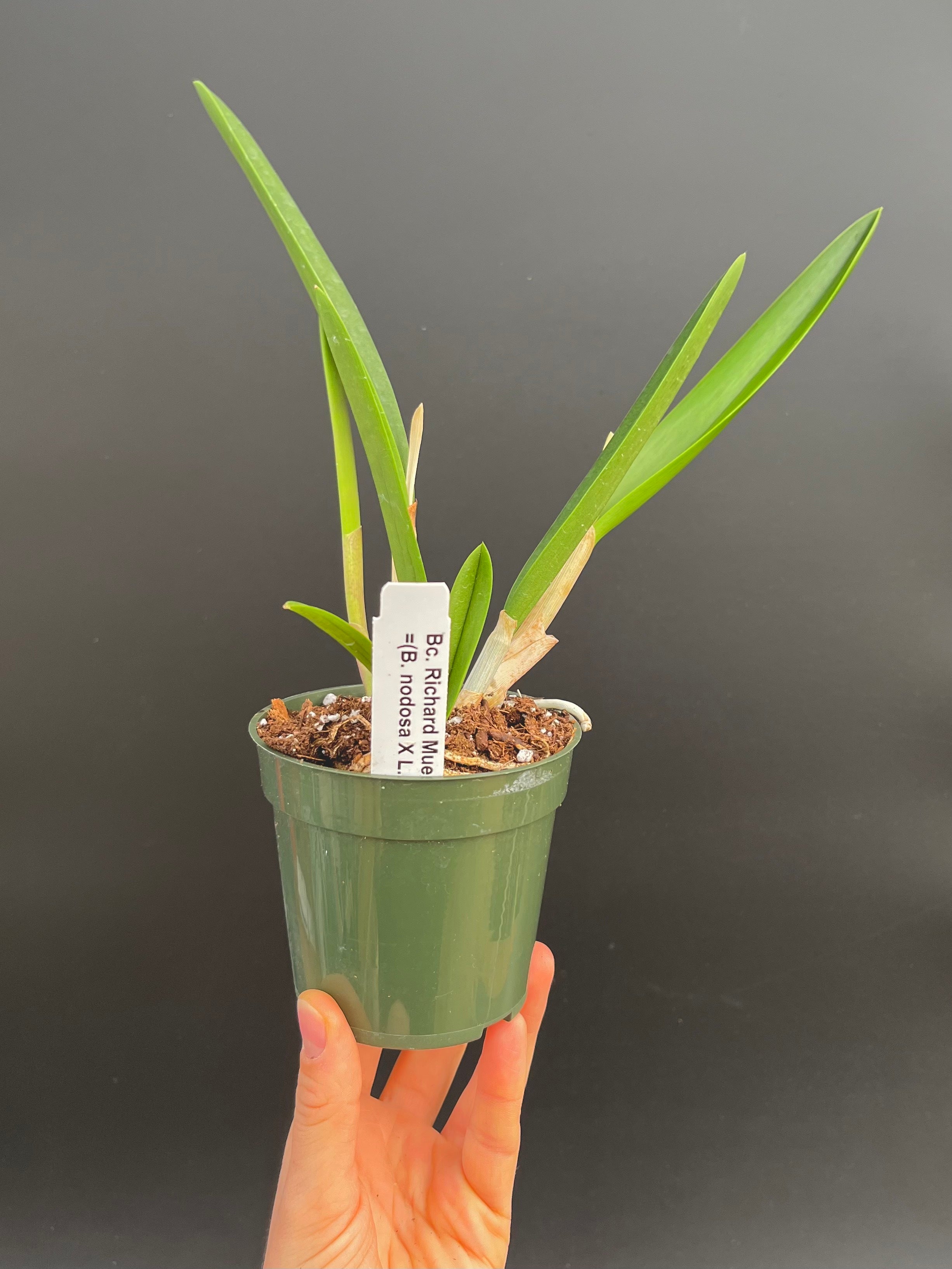 Bc. Richard Mueller - 4" pot | Appalachian Tropicals