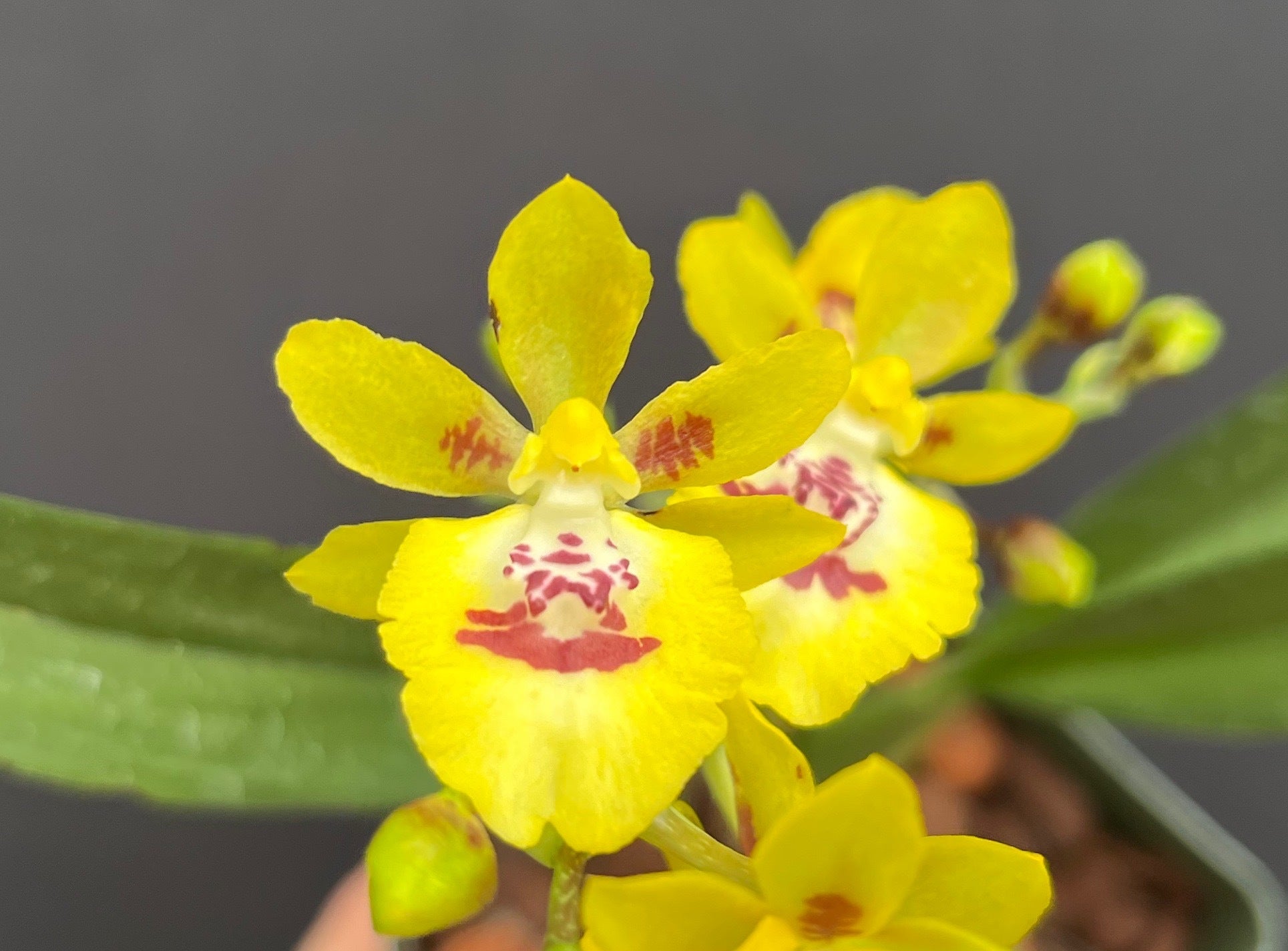 Btcm. Hwuluduen Chameleon - 4" pot | Appalachian Tropicals