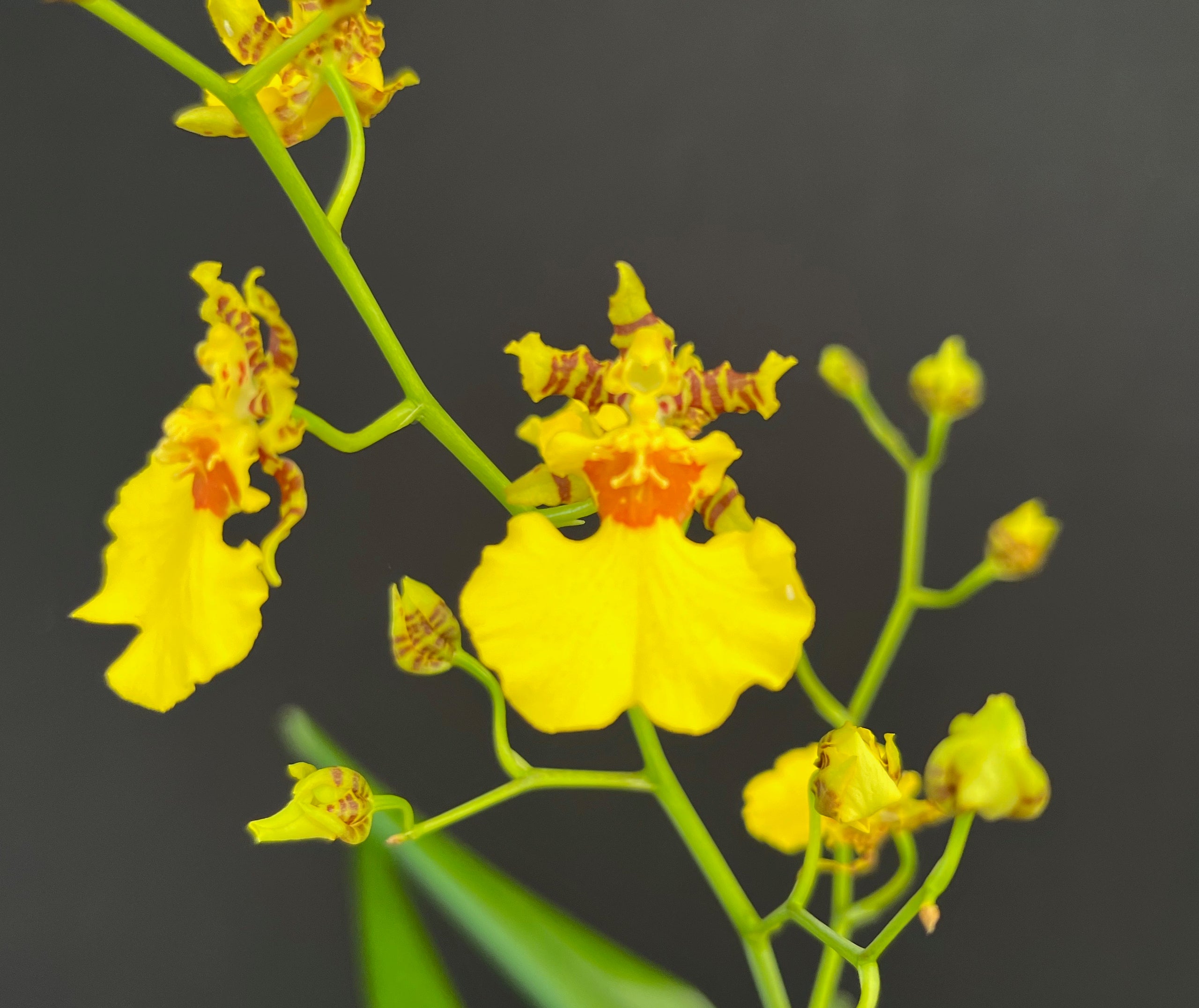 Oncsa. (Onc.) Gower Ramsey (yellow) - 4" pot | Appalachian Tropicals
