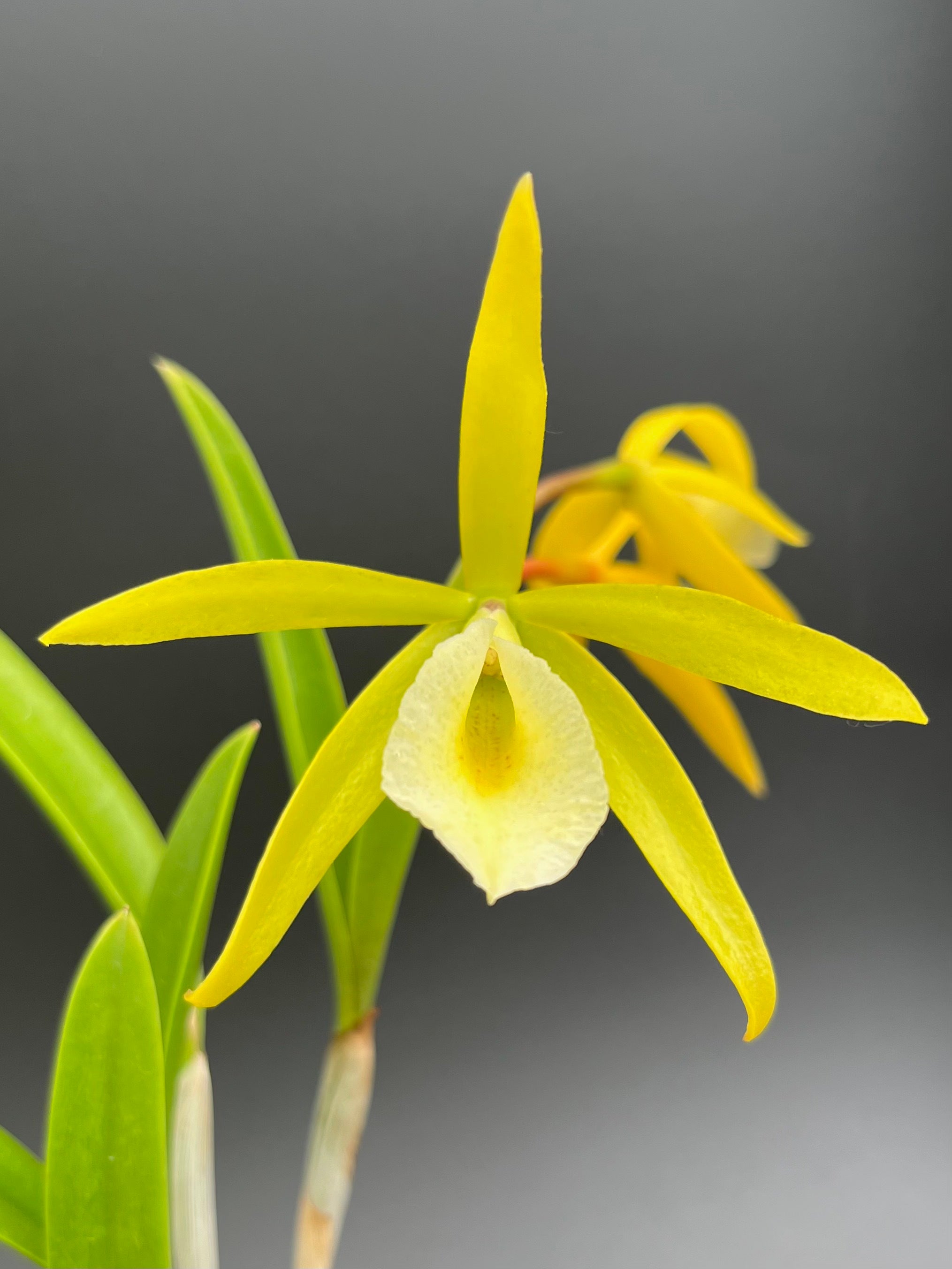 Pcv. Key Lime Stars (Epc. Lime Sherbert x B. nodosa) - 4" pot ...