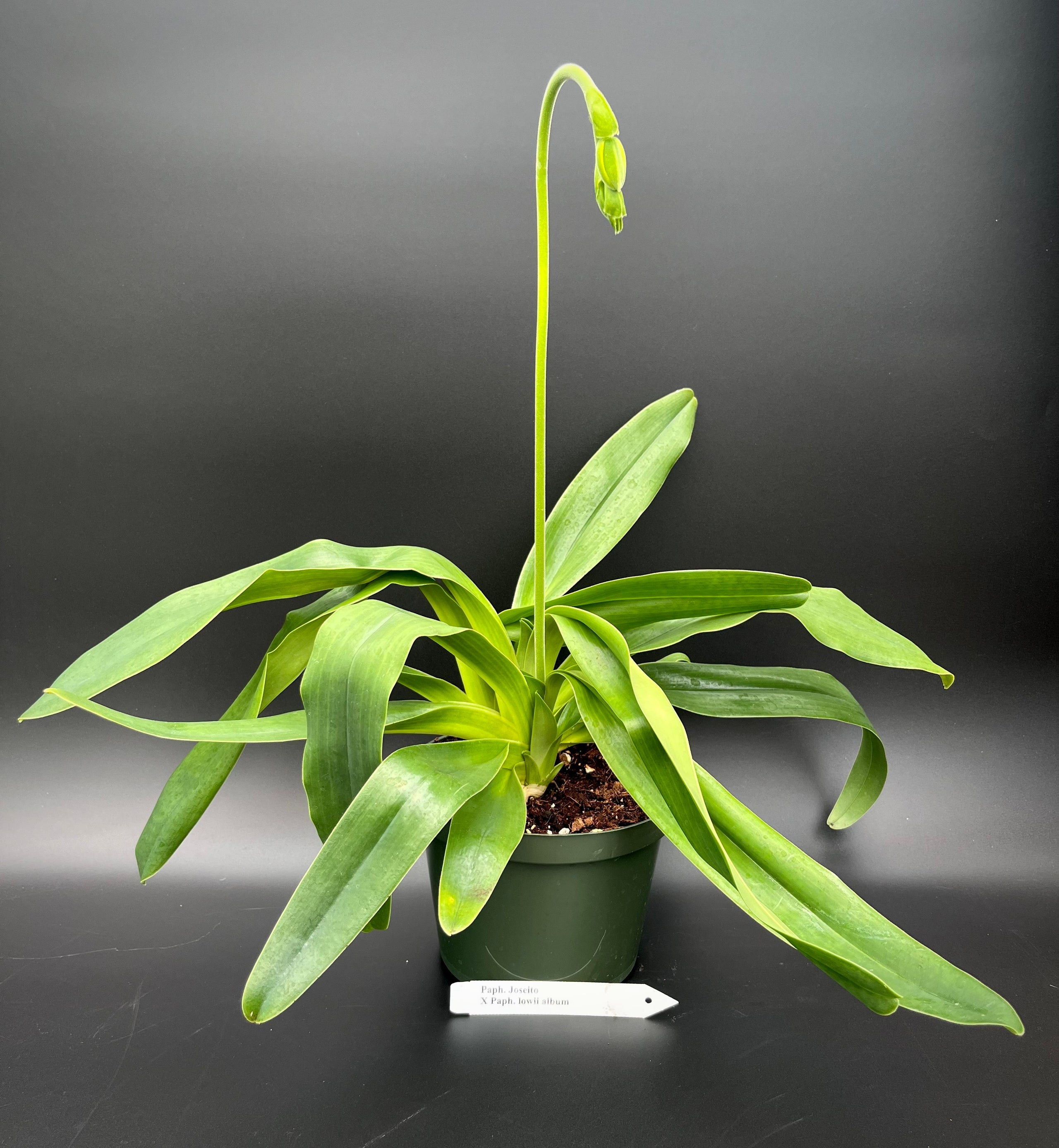 Paph. Joseito x Paph. lowii album - 7" pot | Appalachian Tropicals