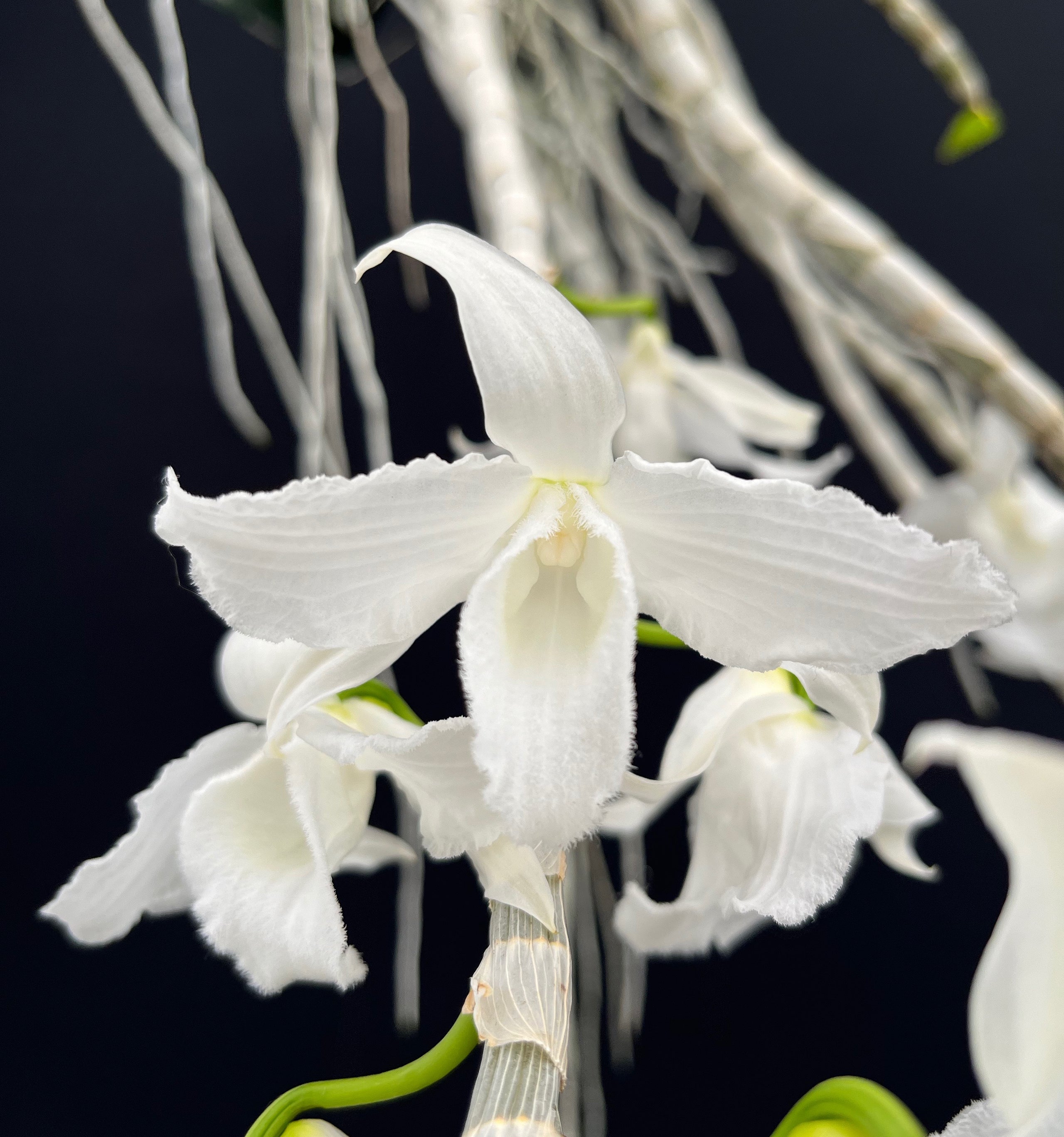 Den. anosmum var. alba - 4" pot | Appalachian Tropicals