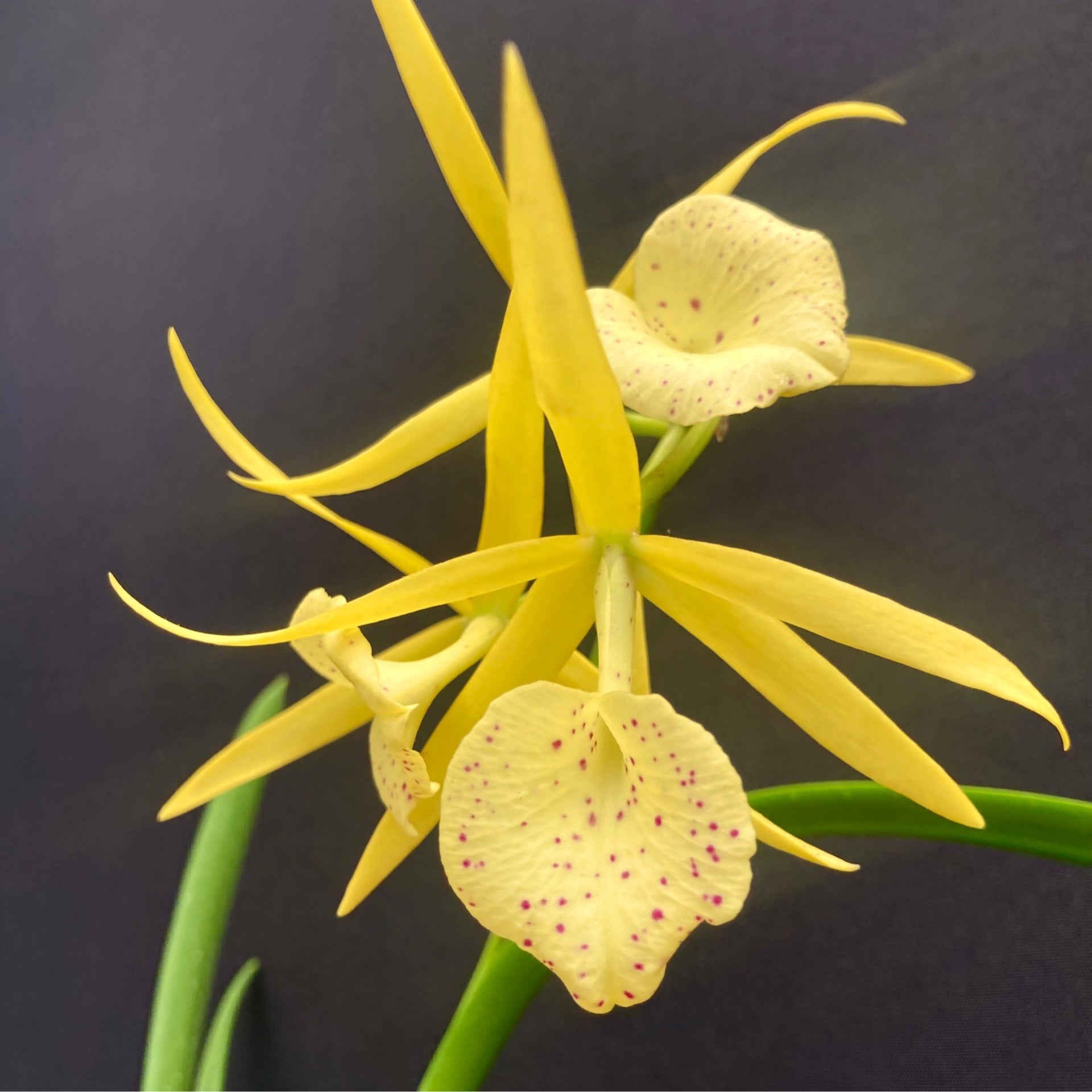 Bc. Yellow Bird - 4" pot | Appalachian Tropicals